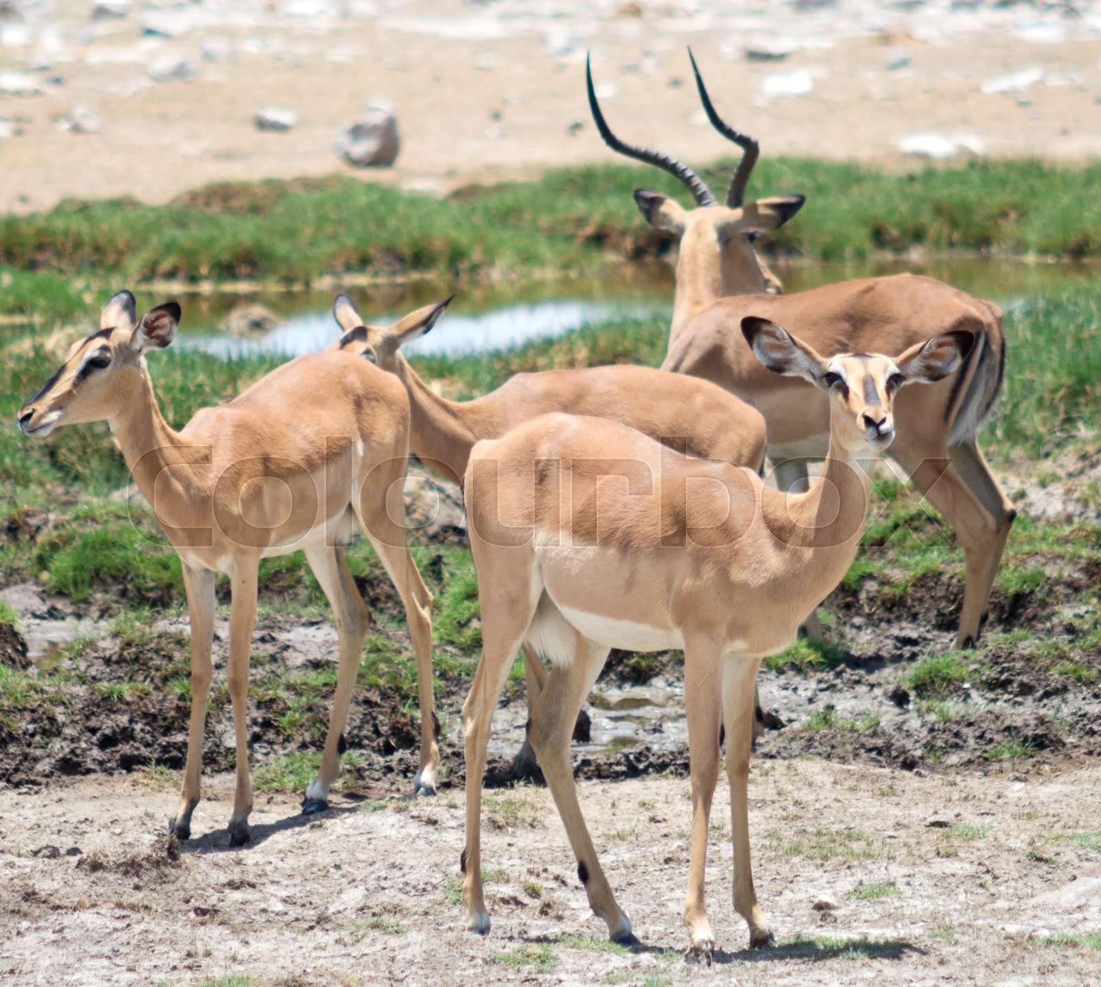 antelopes impala | Stock image | Colourbox