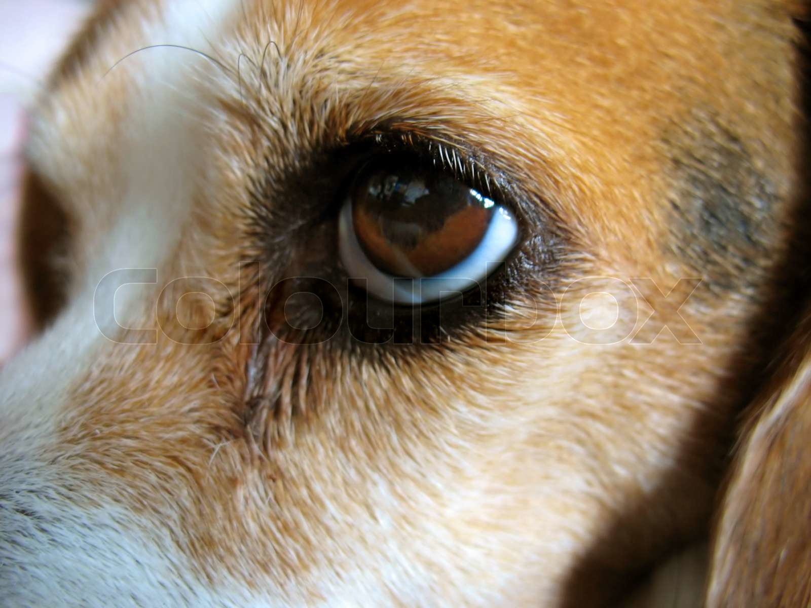 A closeup of a beagle's face - Molly | Stock image | Colourbox