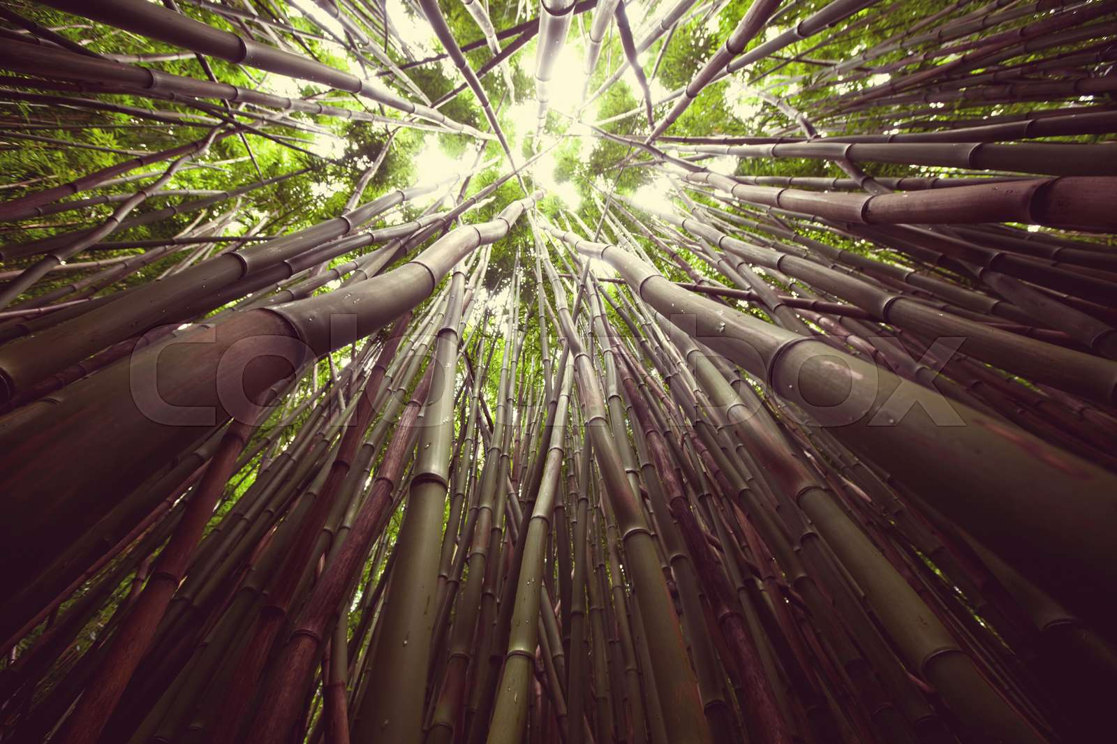 Jungle | Stock image | Colourbox