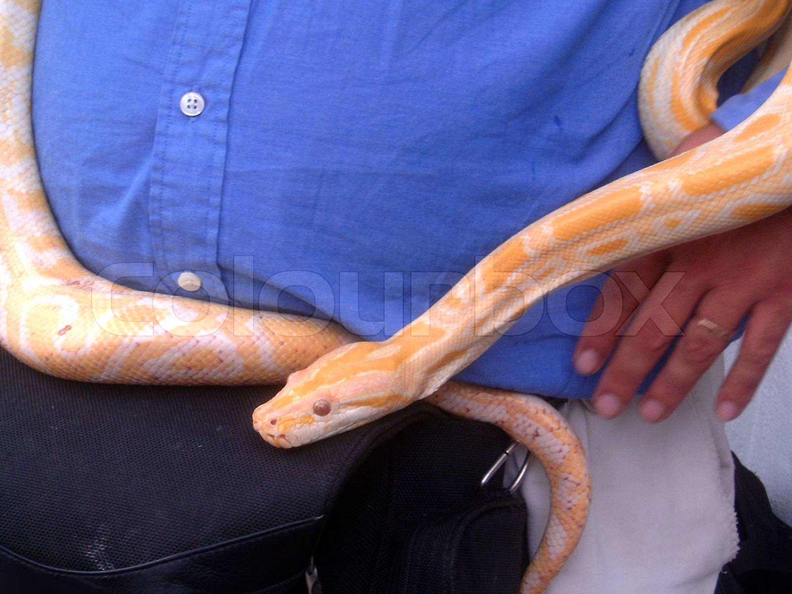 Snake on a Belly | Stock image | Colourbox