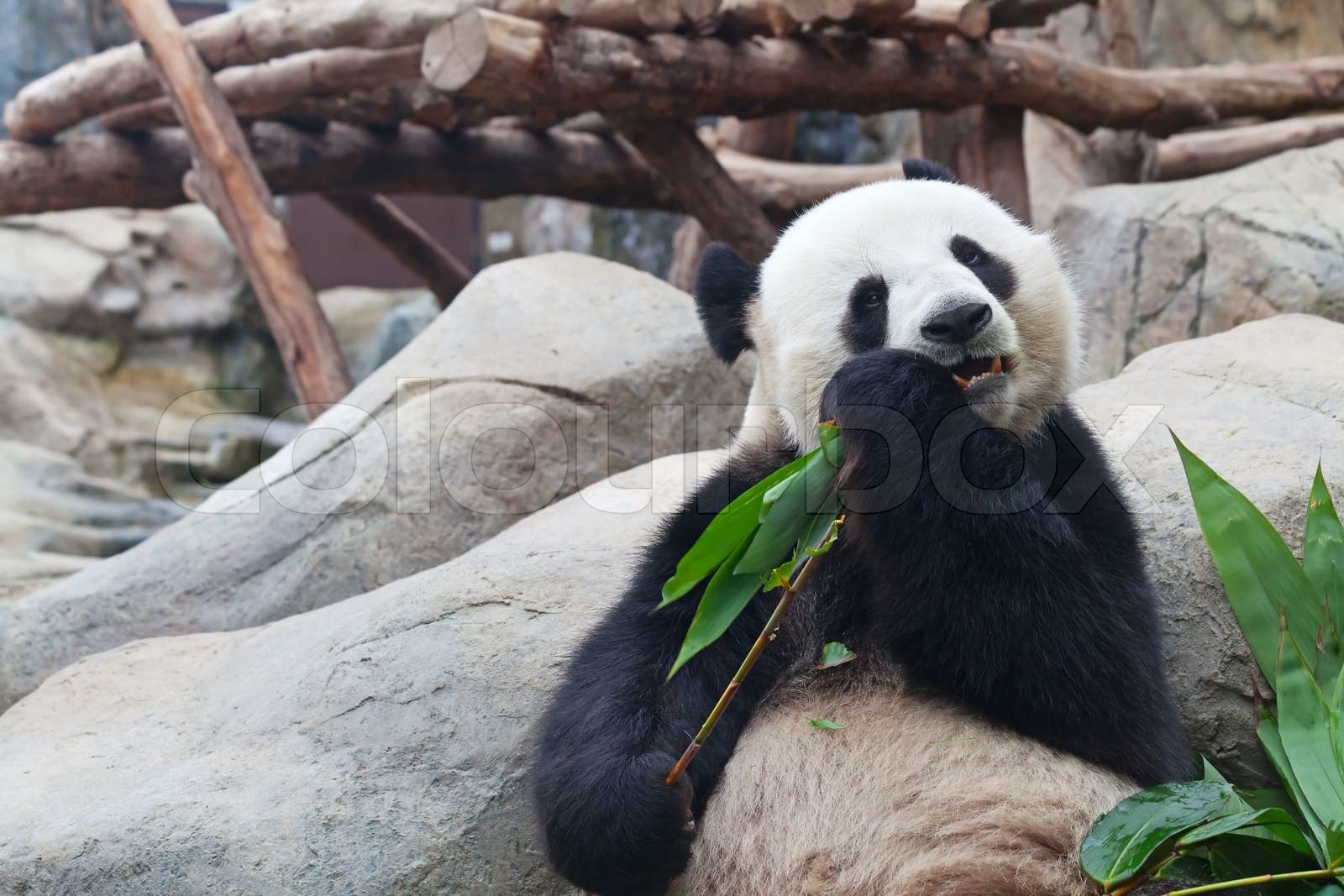 Giant Panda Bear Essen Bambus Blätter | Stock Bild | Colourbox