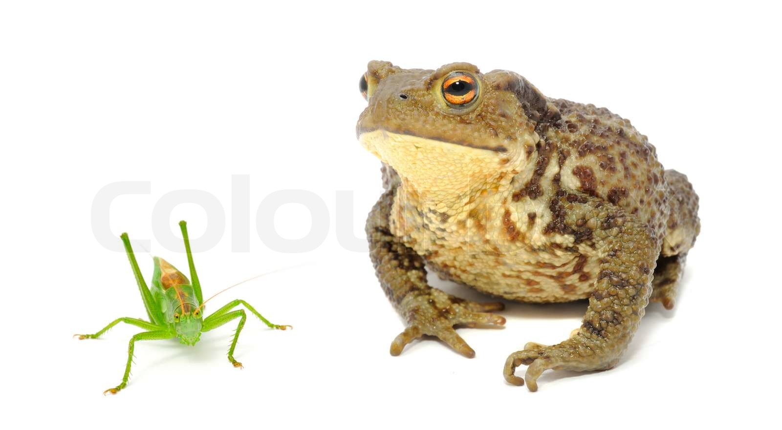 Frog and Grasshopper Isolated on White Background | Stock image | Colourbox