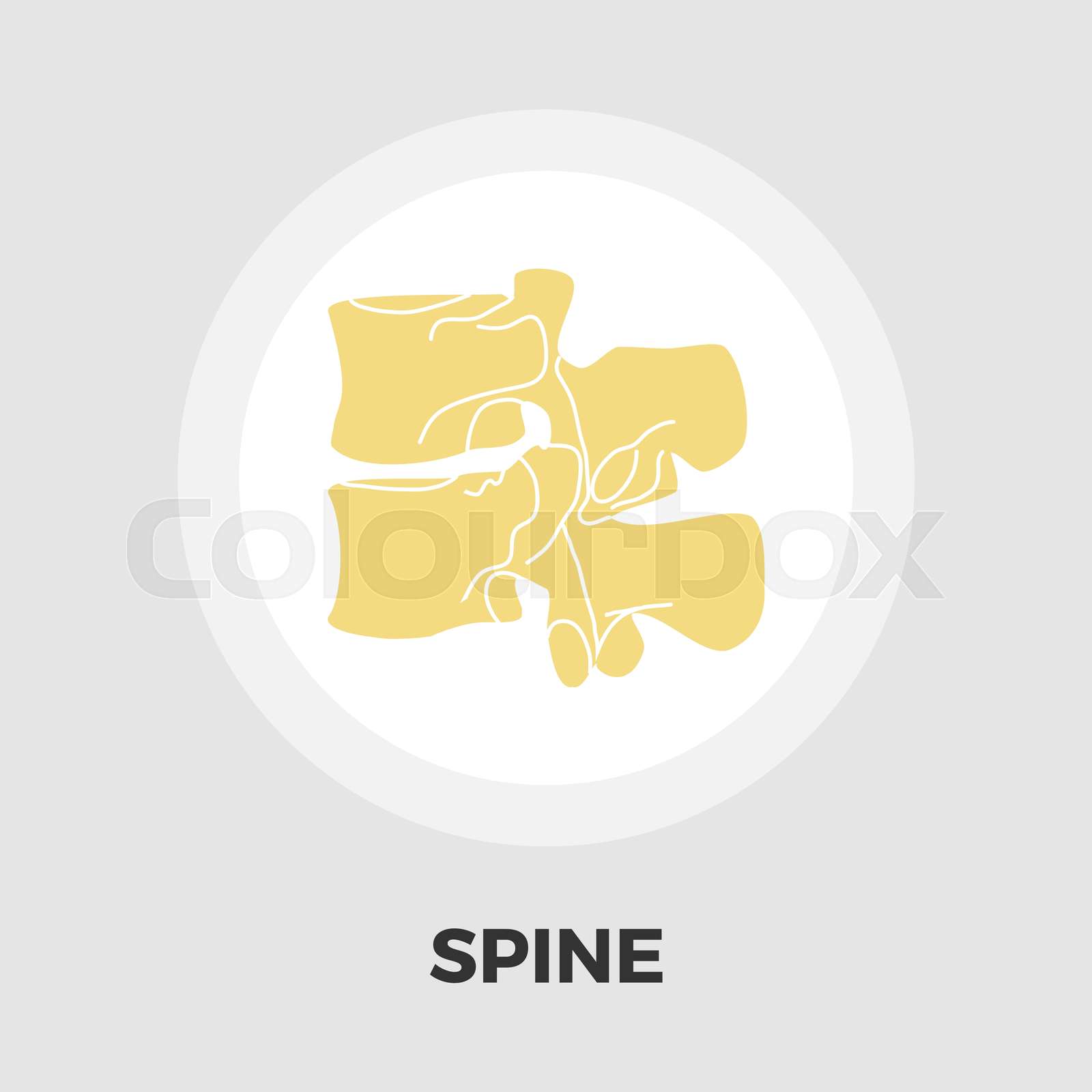 Anatomy spine icon flat | Stock vector | Colourbox