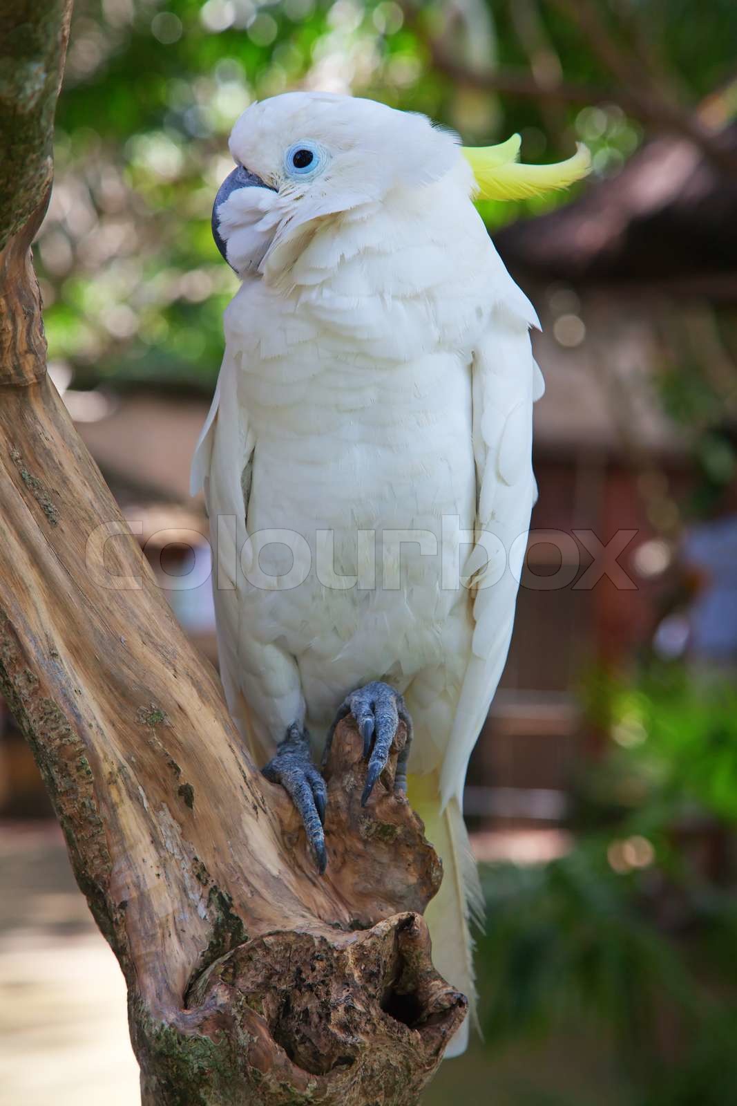 Yellow Crested Australian White Cockatoo Stock Image Colourbox