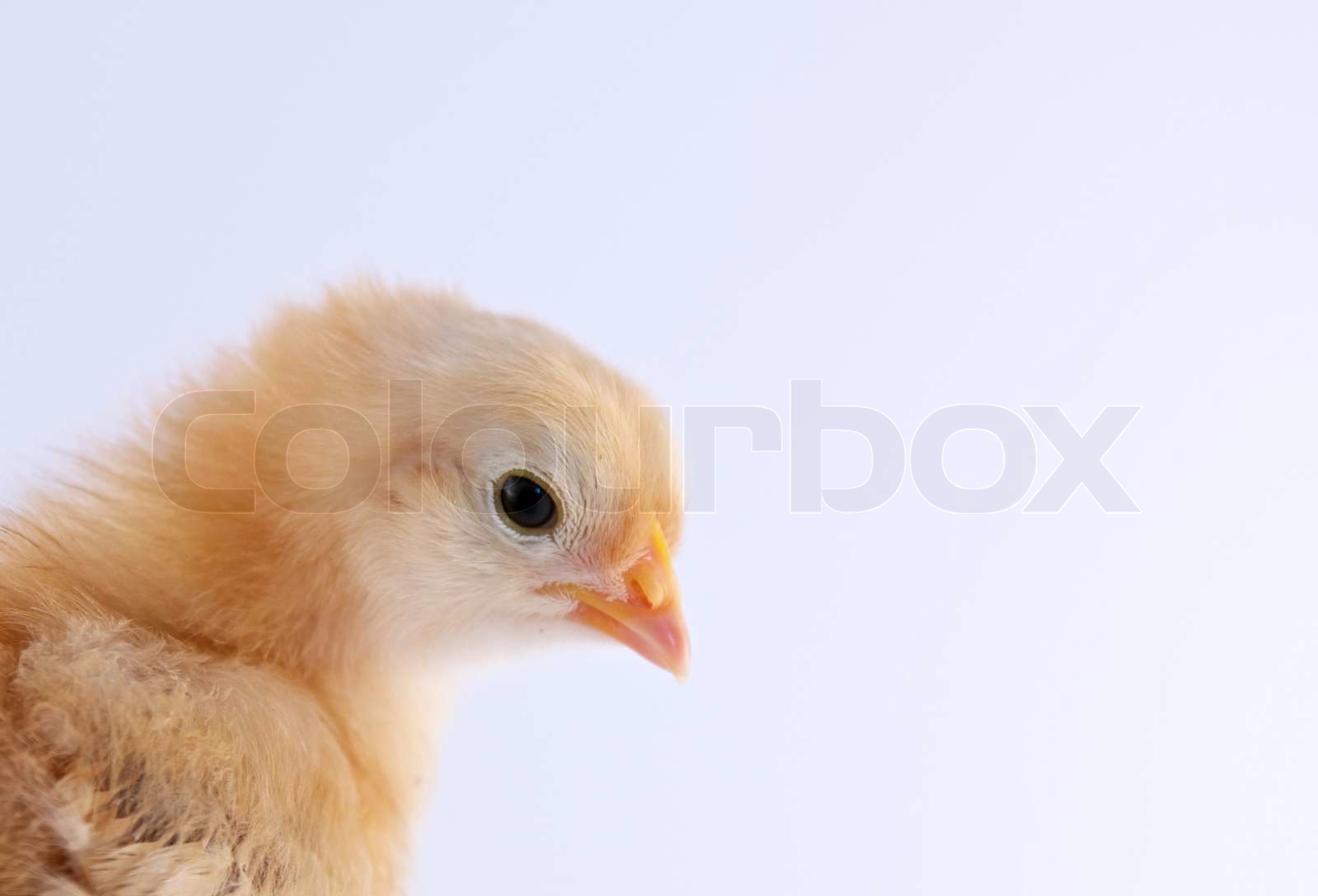 Kyllinger | Stock foto | Colourbox