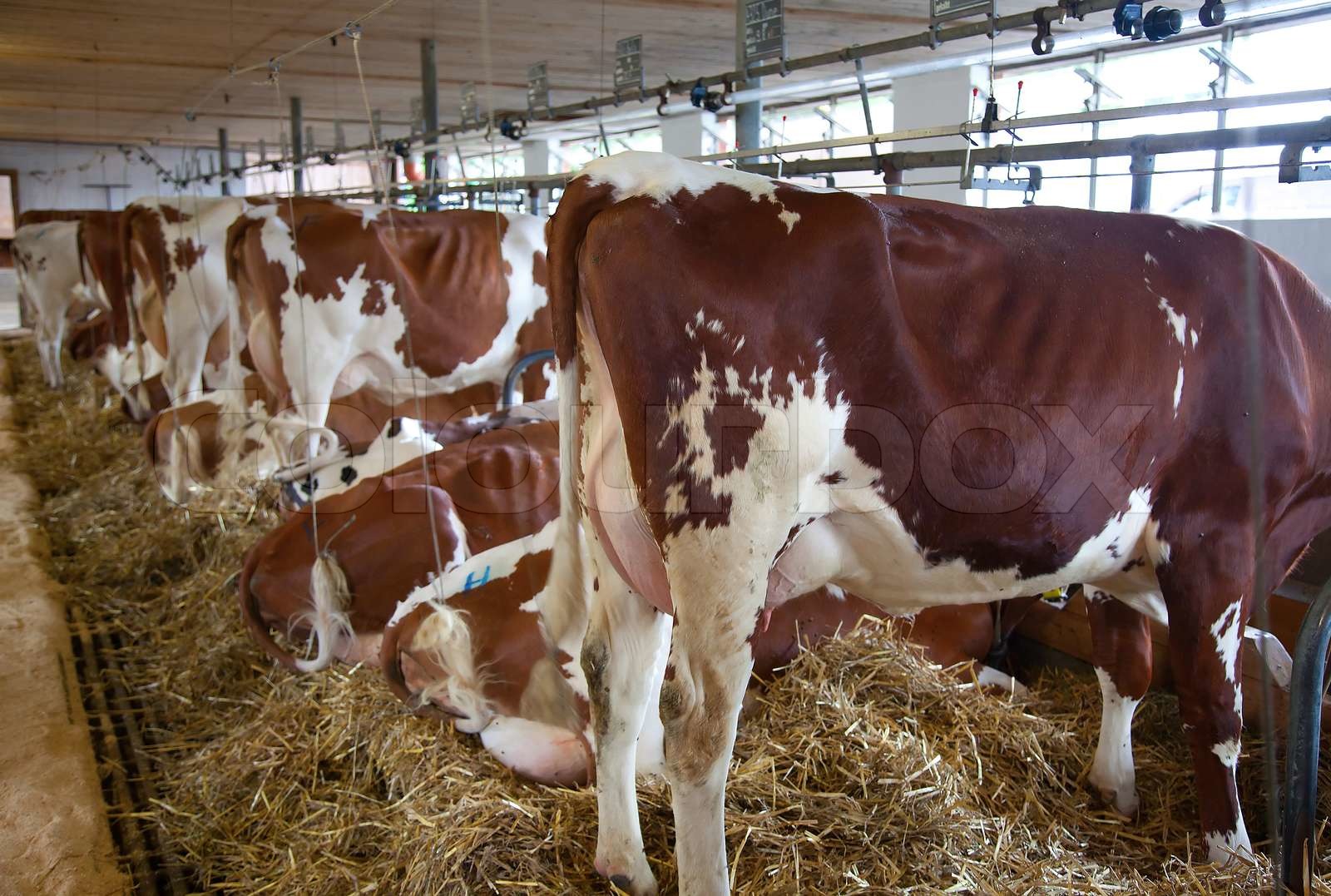 Interior of the modern swiss cow farm | Stock image | Colourbox