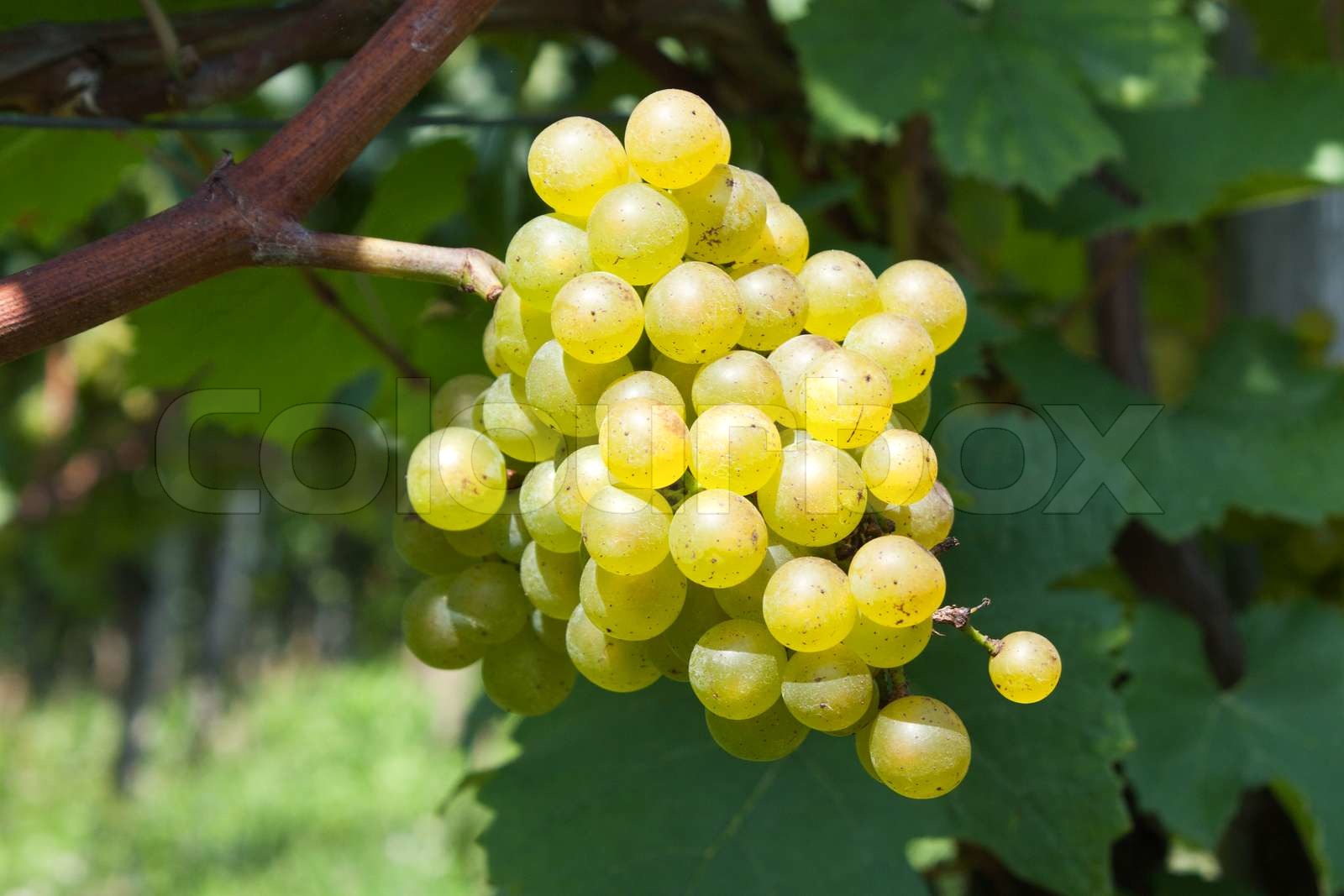 Ripe yellow grapes in the vineyard | Stock image | Colourbox