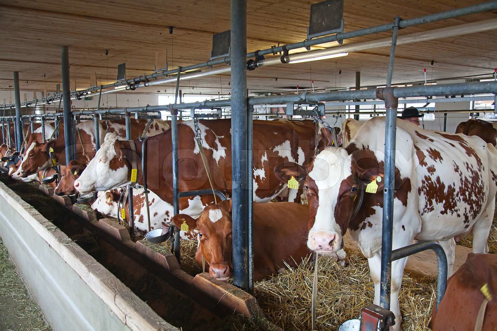 Interior of the modern swiss cow farm | Stock image | Colourbox