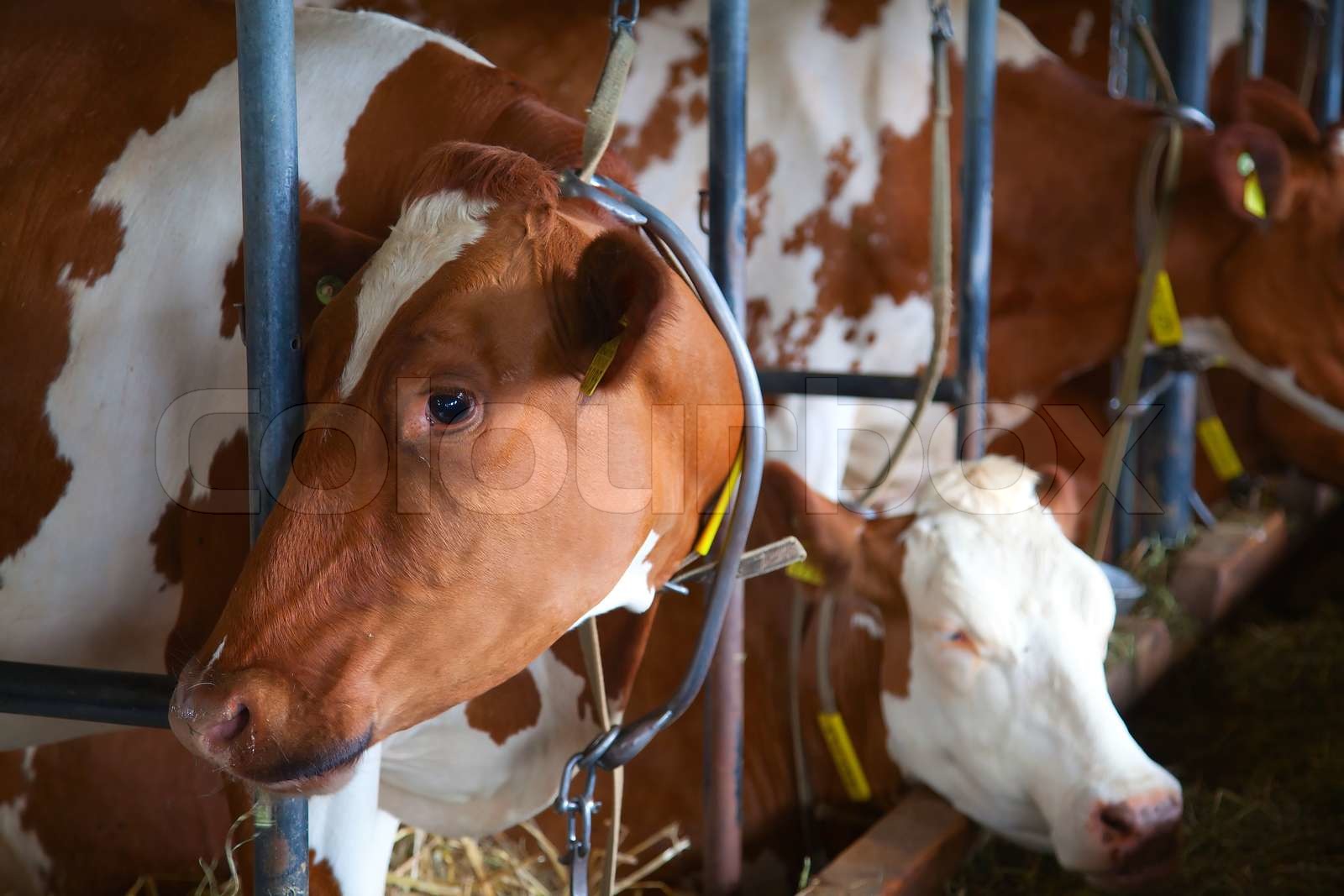 Interior of the modern swiss cow farm | Stock image | Colourbox