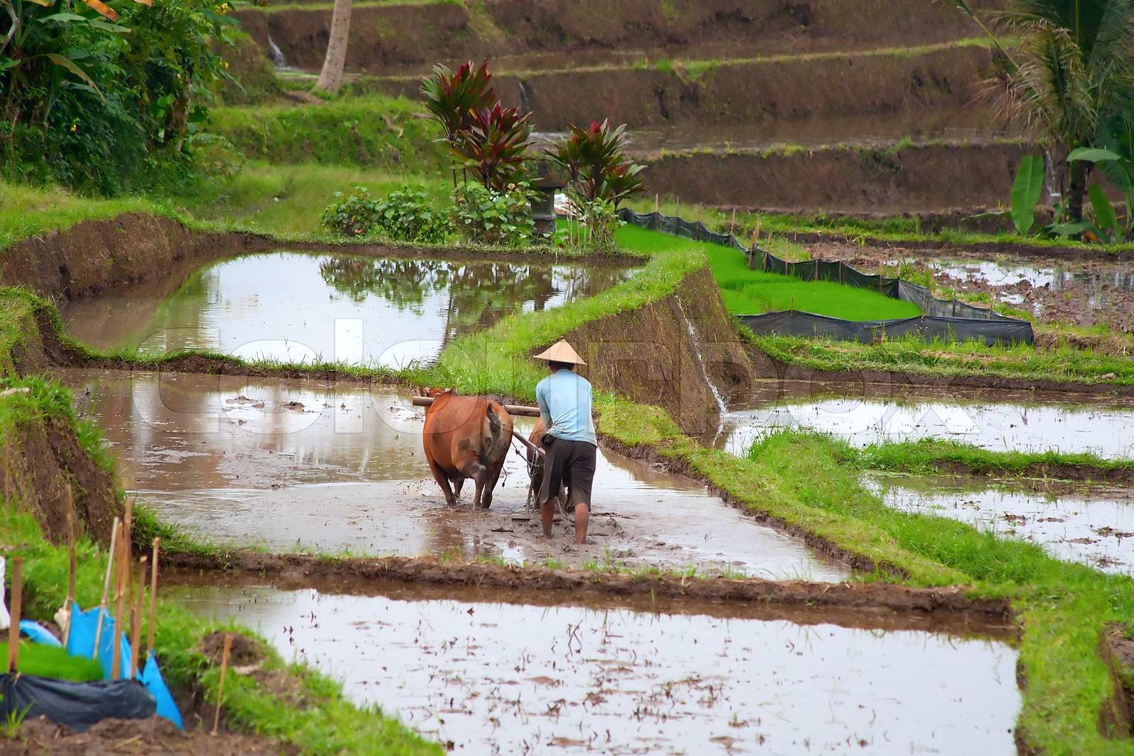 A Man workin on a traditional balinese terraced rice field | Stock ...