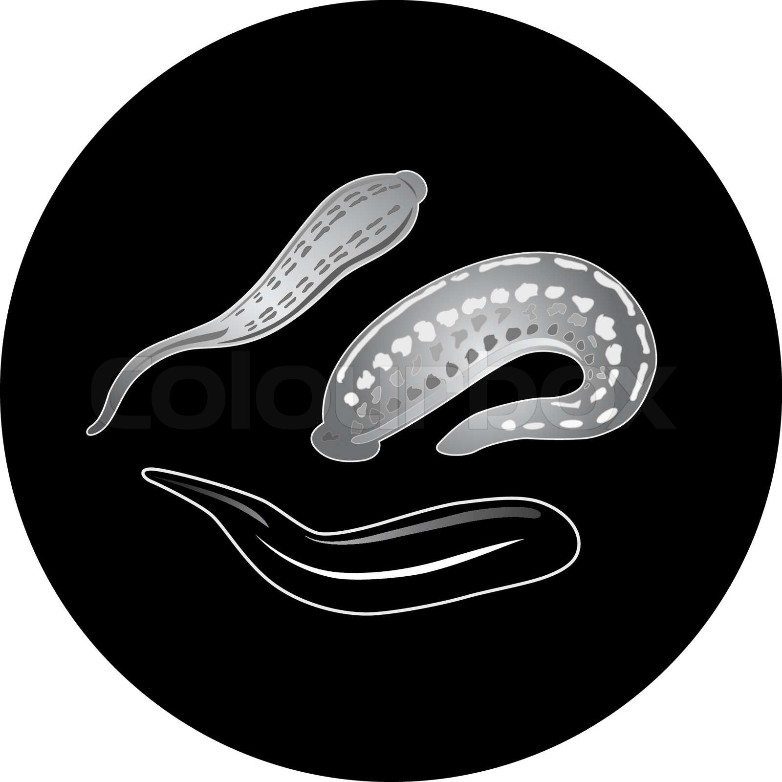 Illustration of medical leech | Stock vector | Colourbox