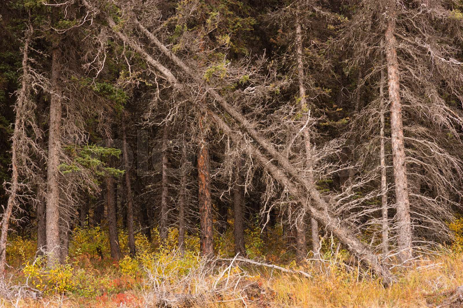 Dead Trees Fall Over Natural Forest Regenertation | Stock image | Colourbox