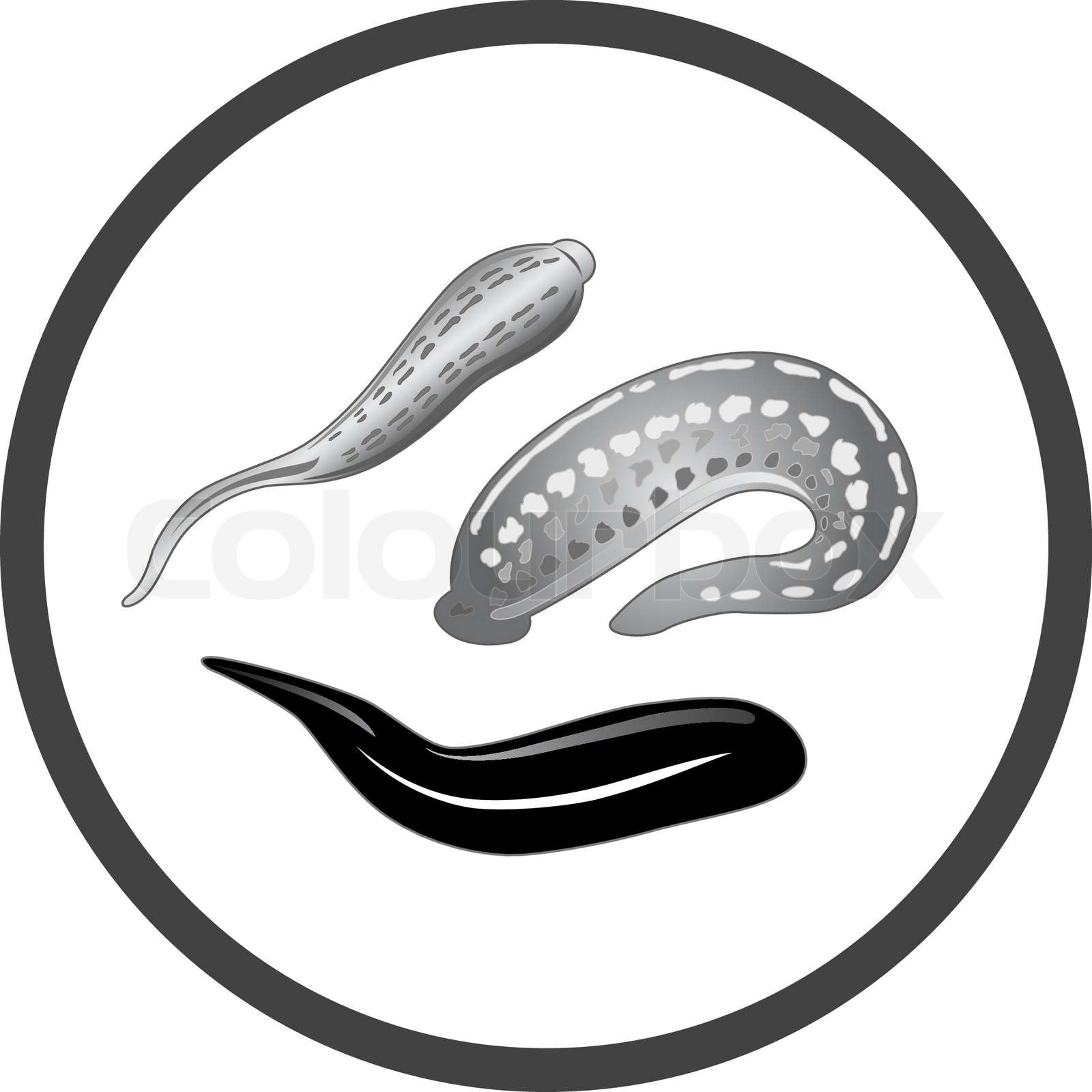 Illustration of medical leech | Stock vector | Colourbox