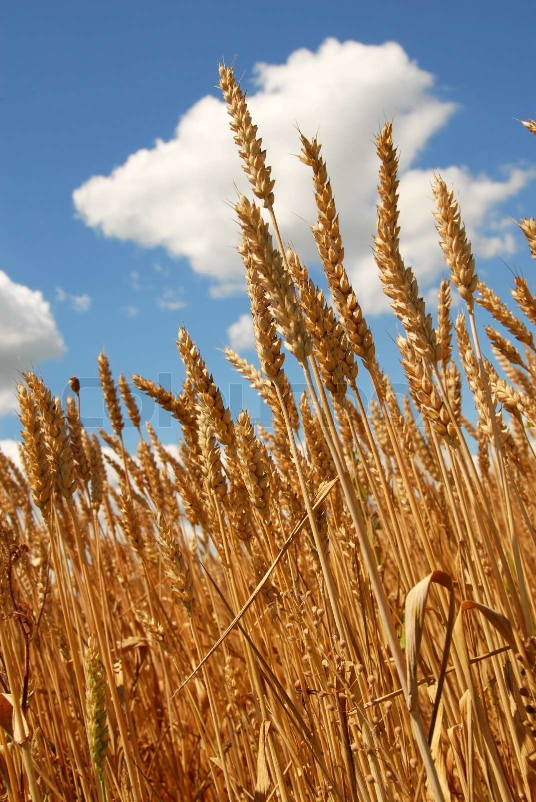 yellow wheat plant on field over scenic blue sky | Stock image | Colourbox