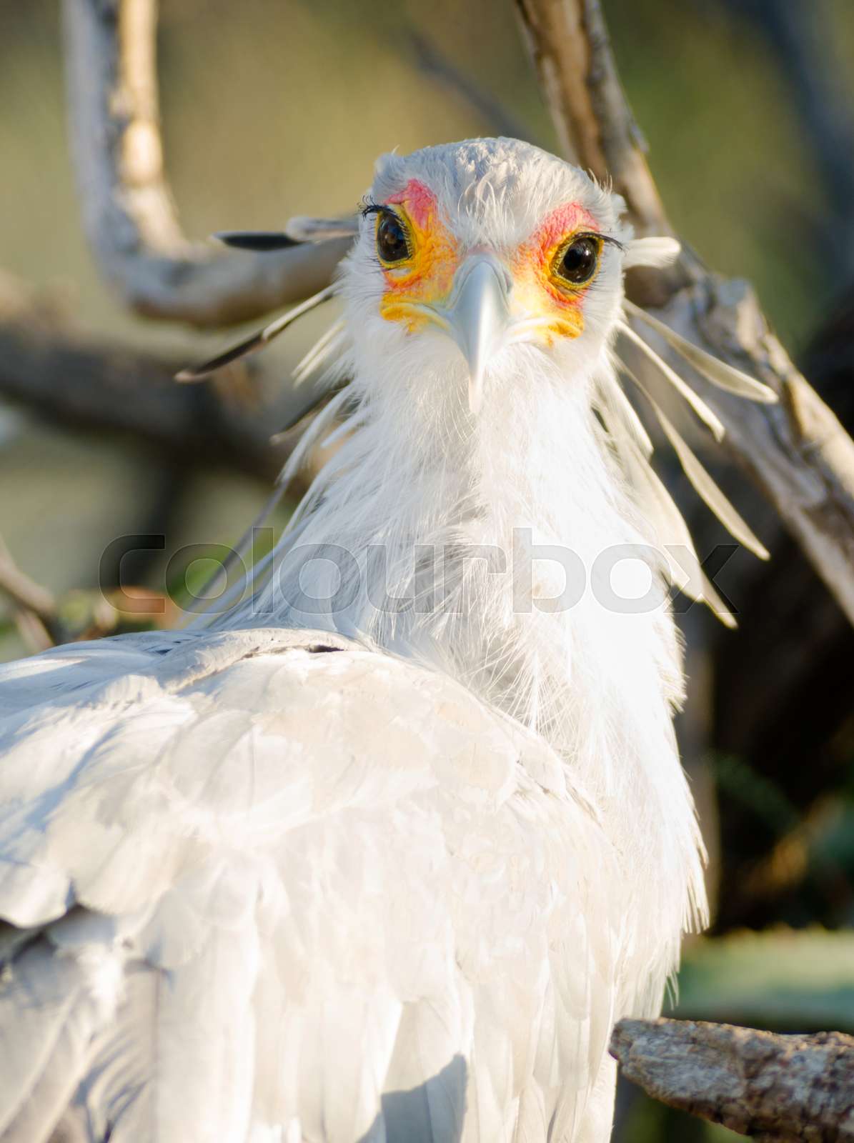 Secretary Bird Looks Back Large Raptor Animal Wildlife | Stock image ...