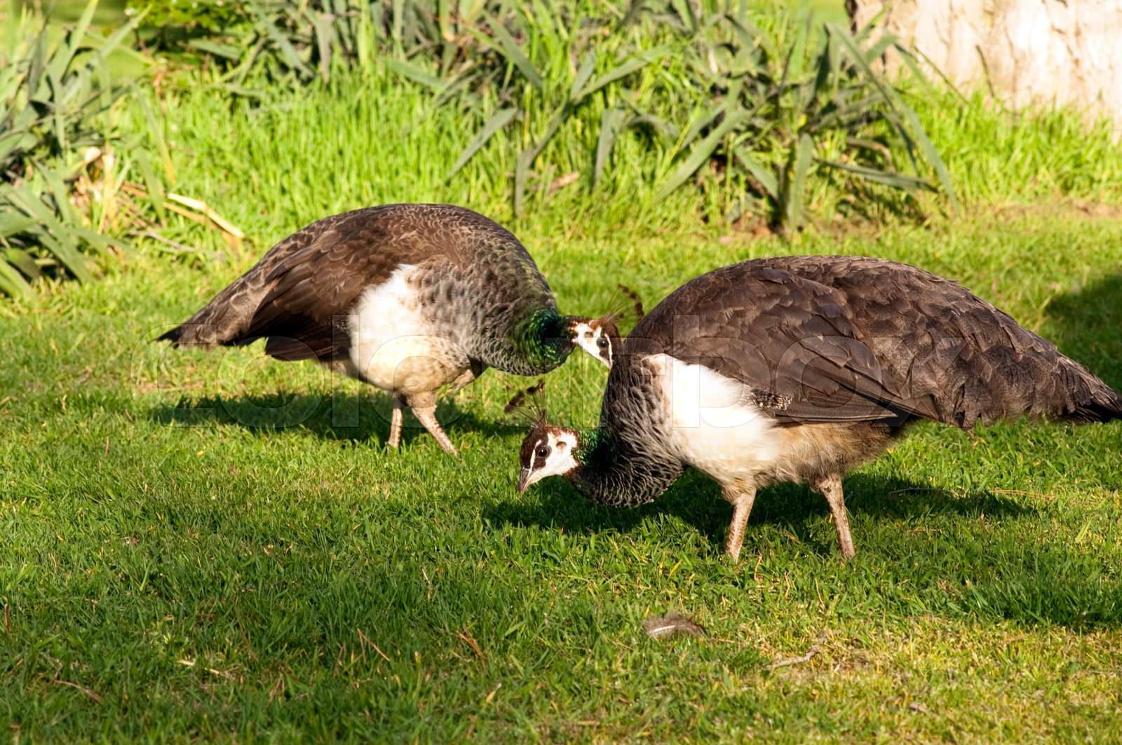 Peafowl Female Peahen Flying Birds Grazing Feeding Wild Animals | Stock ...