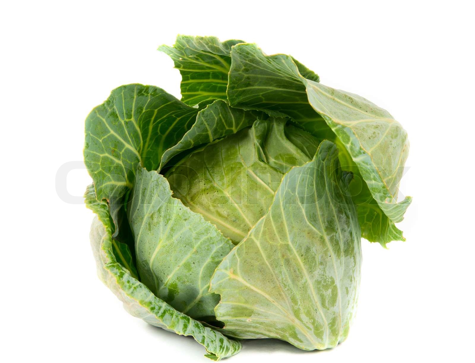 Kohlkopf auf einem weißen Hintergrund | Stock Bild | Colourbox