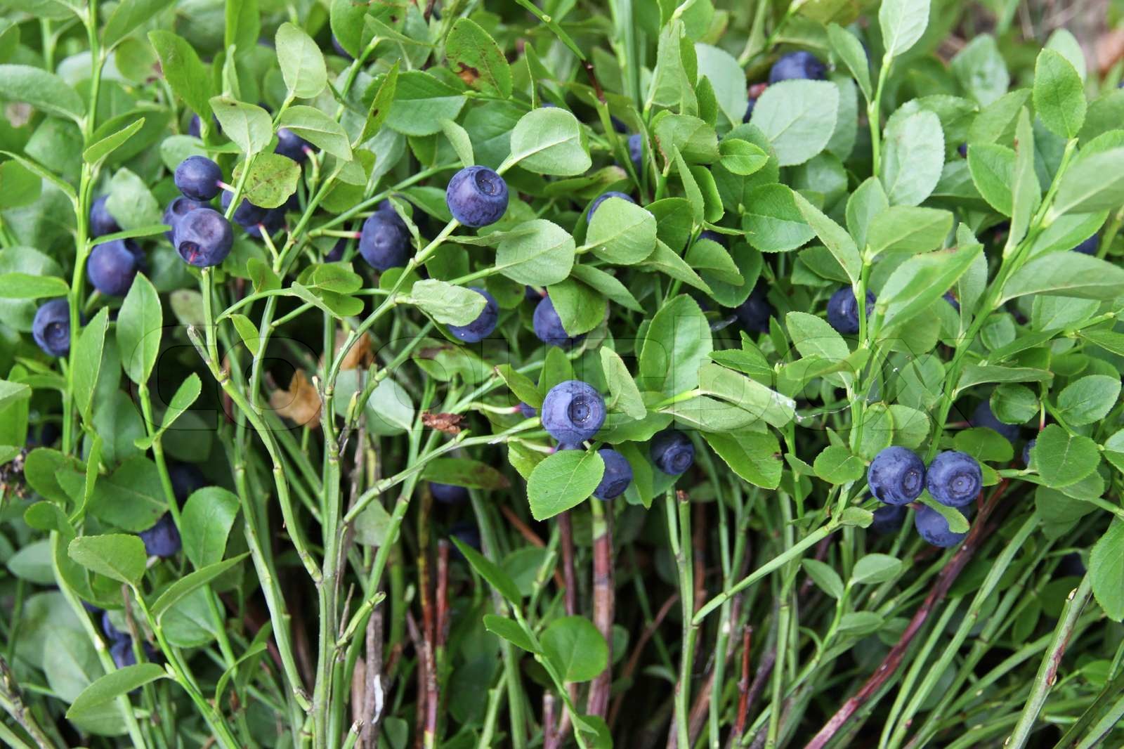 Close -up buske af blåbær i en skov | Stock foto | Colourbox