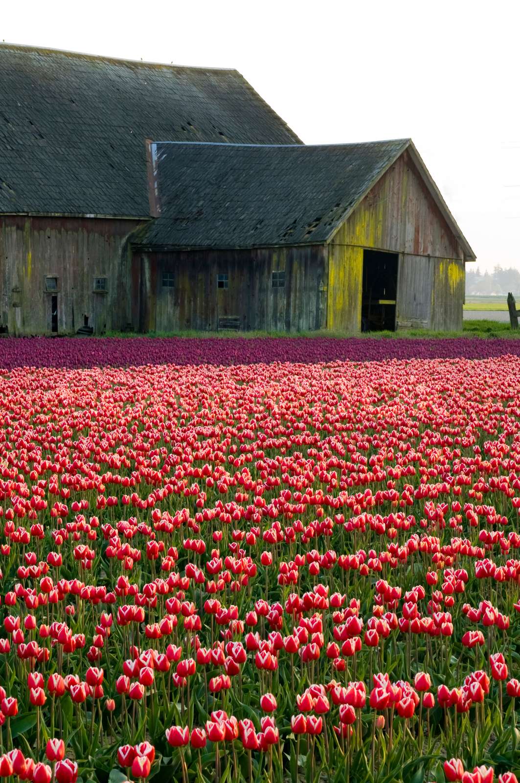 TULIP BARN | Stock image | Colourbox