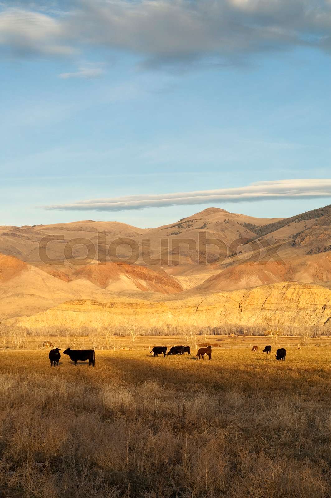 Cattle Grazing Ranch Livestock Farm Animals Western Mountain Landscape ...