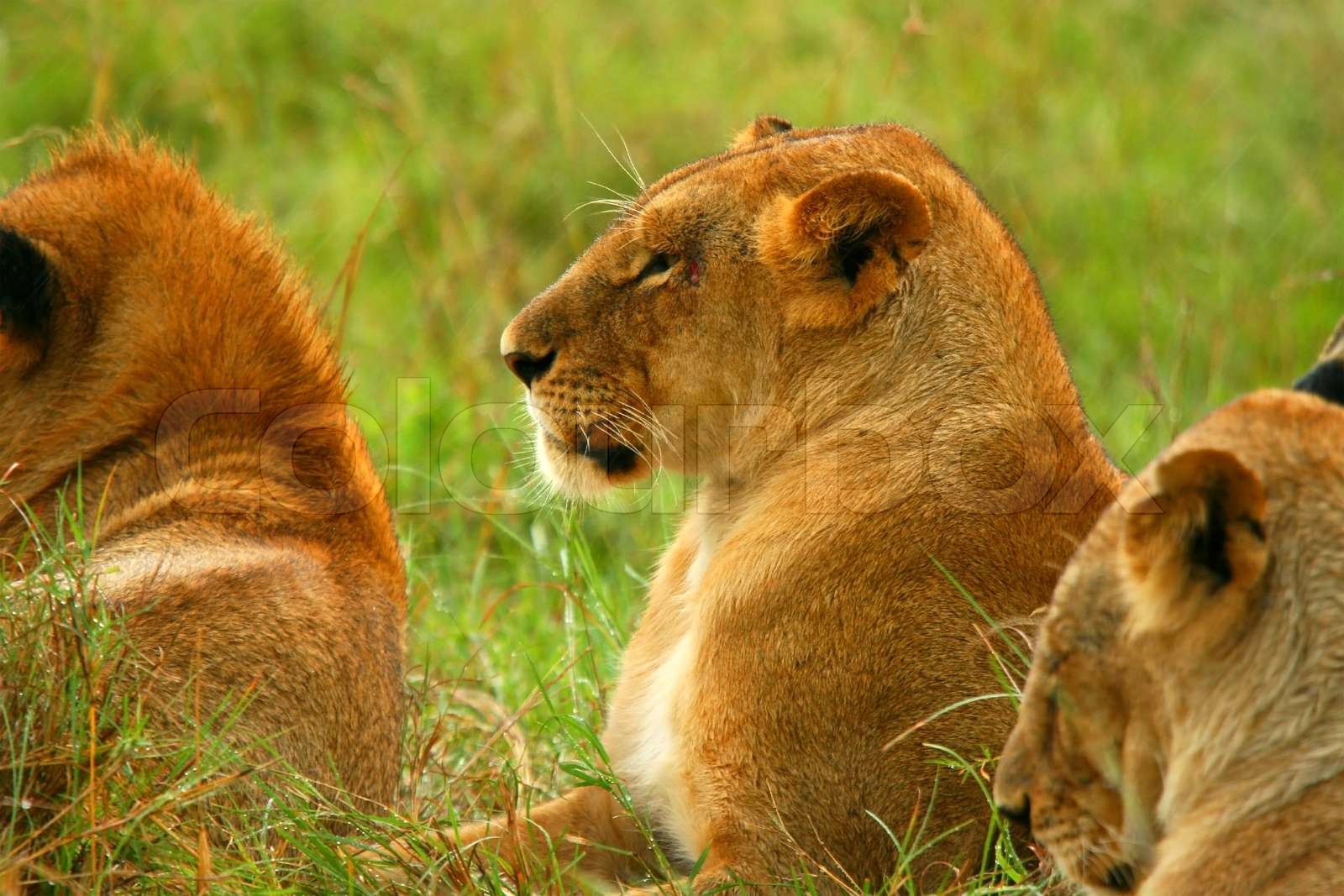 Wilde afrikanische Löwin | Stock Bild | Colourbox