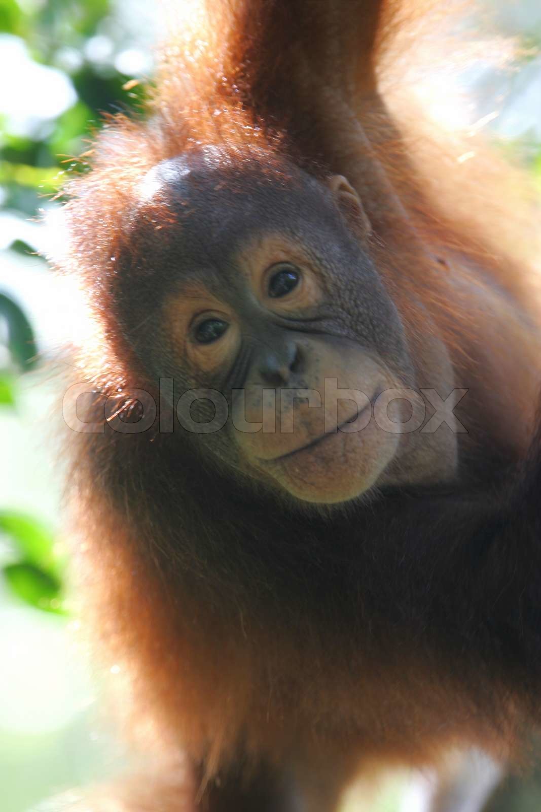Orangutans | Stock image | Colourbox