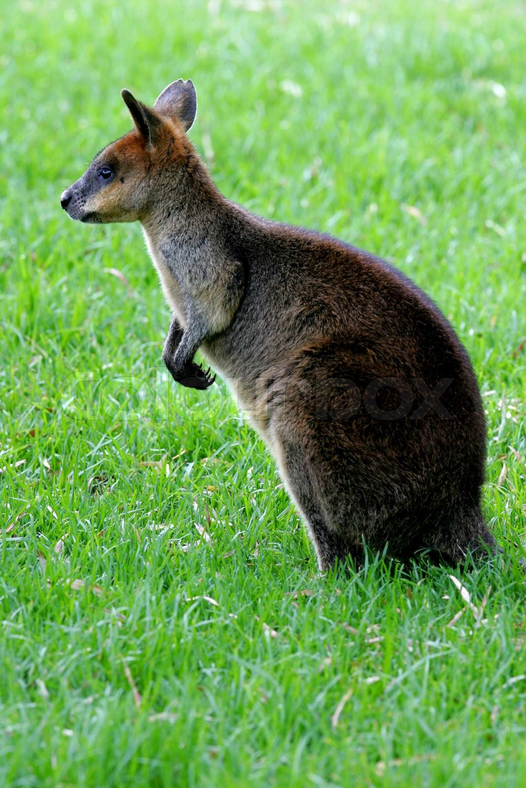Wallabies | Stock image | Colourbox