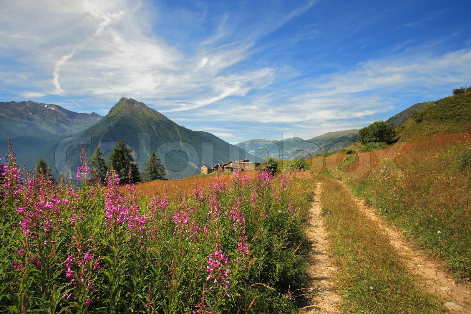 View on beautiful alpine fields and meadows of Alps in Italy | Stock ...