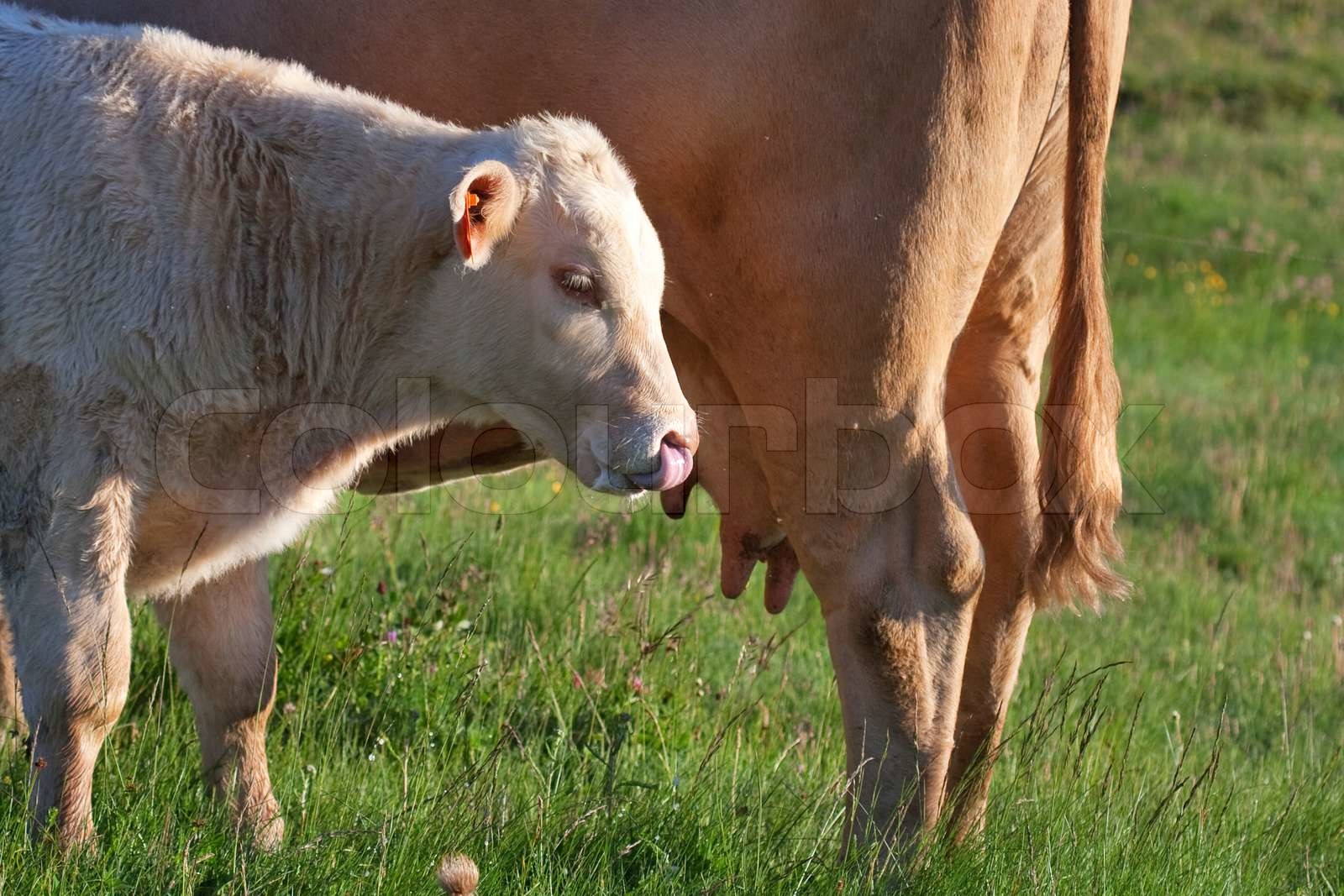 Kuh und Kalb in einer Wiese | Stock Bild | Colourbox