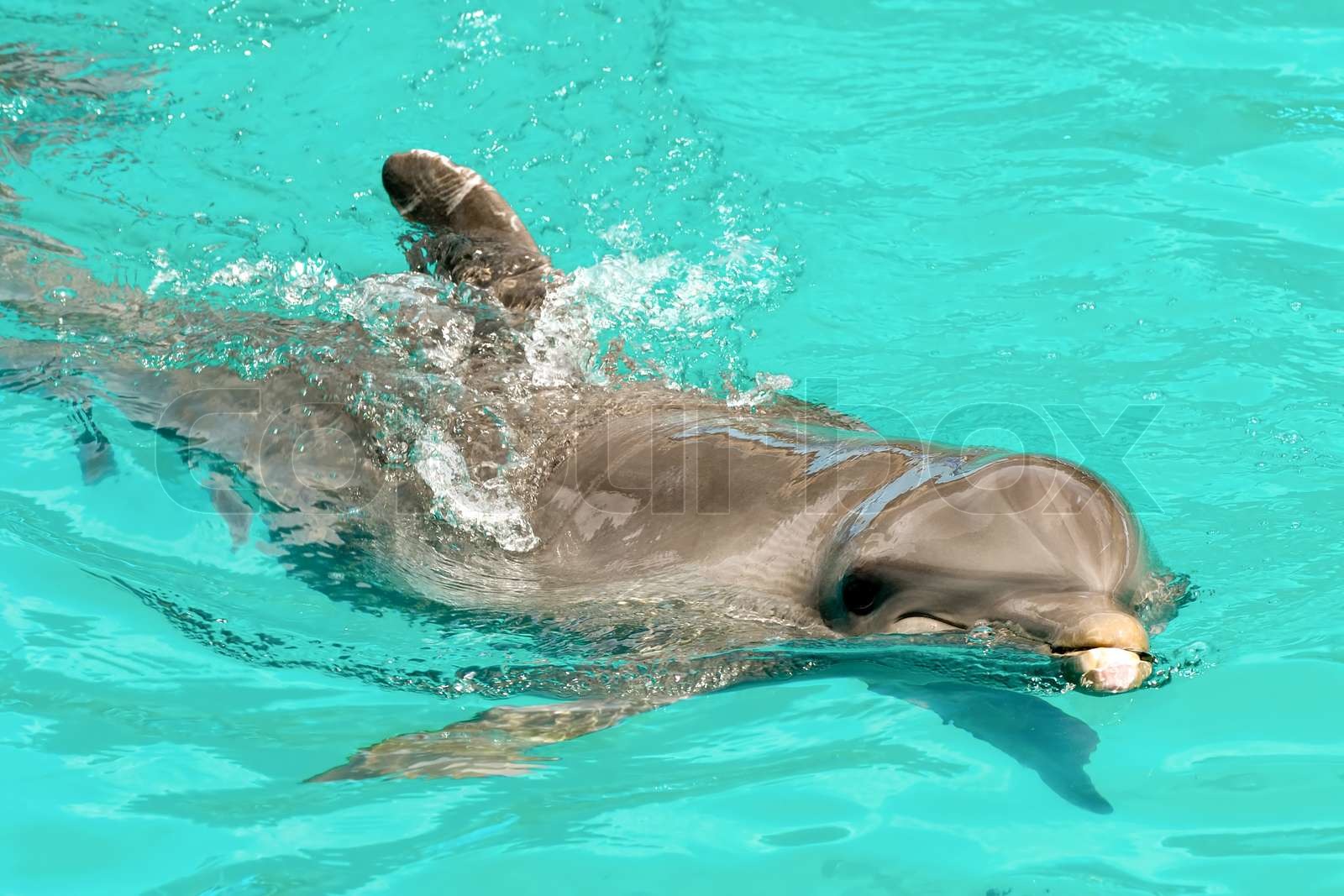 Happy dolphin swimming in blue water | Stock image | Colourbox