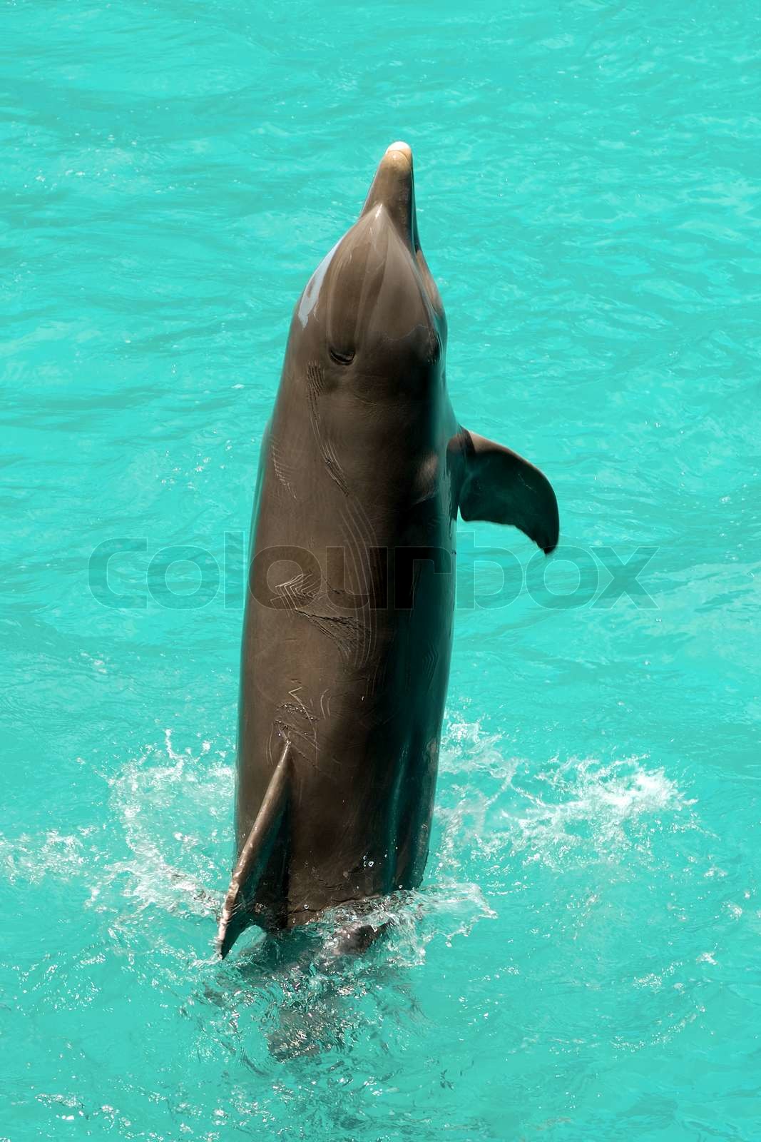 dolphin is jumping in the water | Stock image | Colourbox
