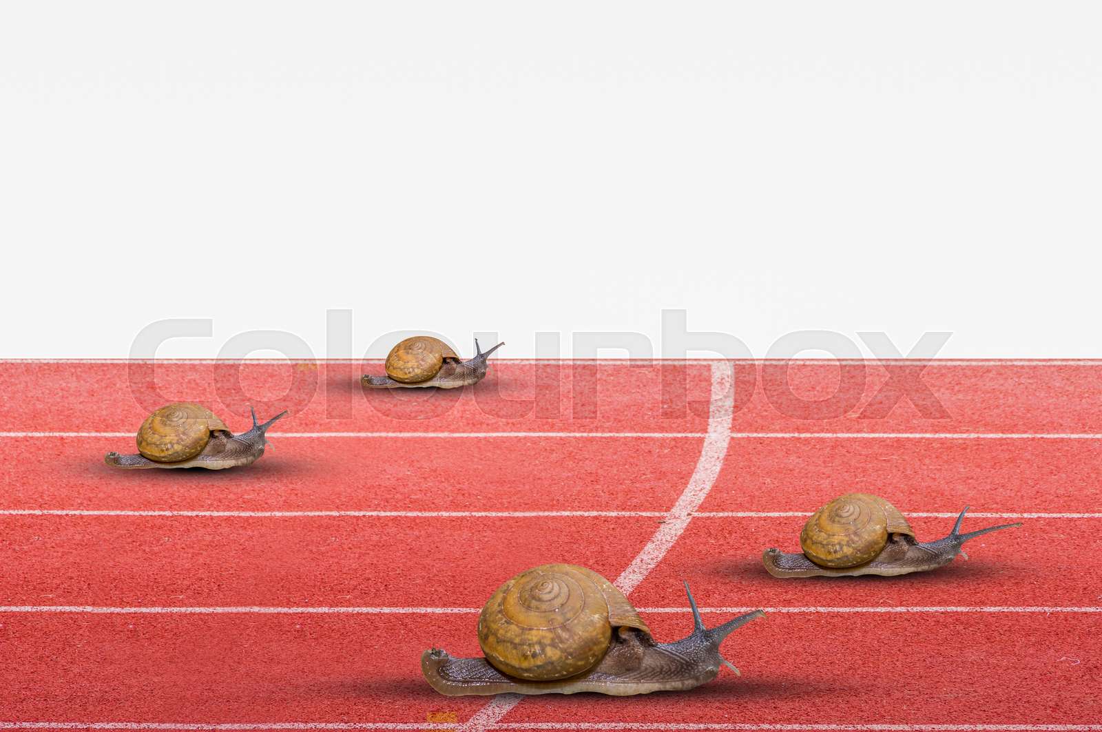 Snail effort running on red rubber track isolated on white - Stock ...