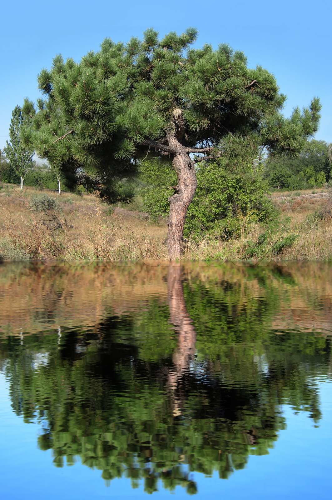 Pine tree near water | Stock image | Colourbox