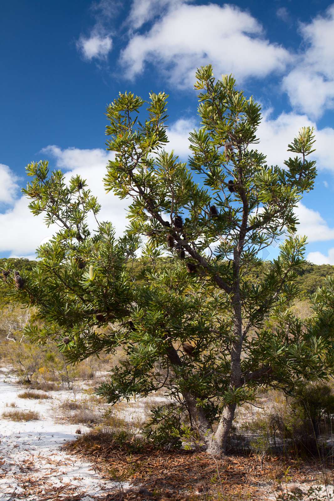 Banksia tree on Fraser Island | Stock image | Colourbox