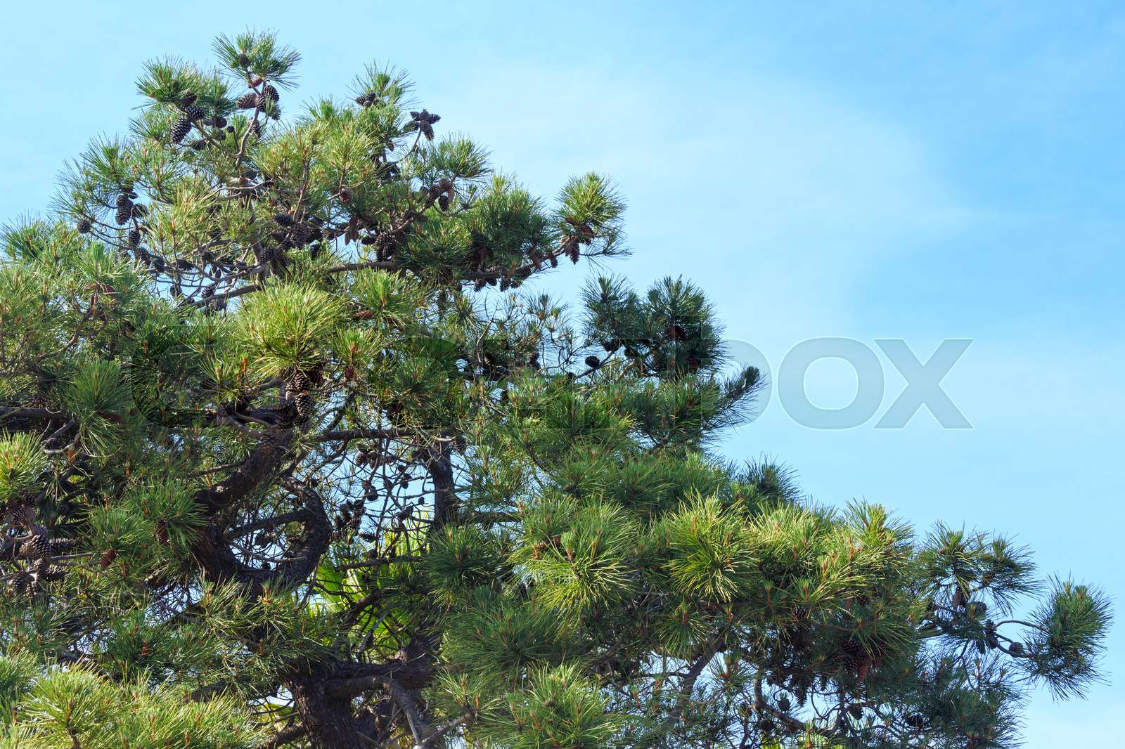 Pine trees top. | Stock image | Colourbox