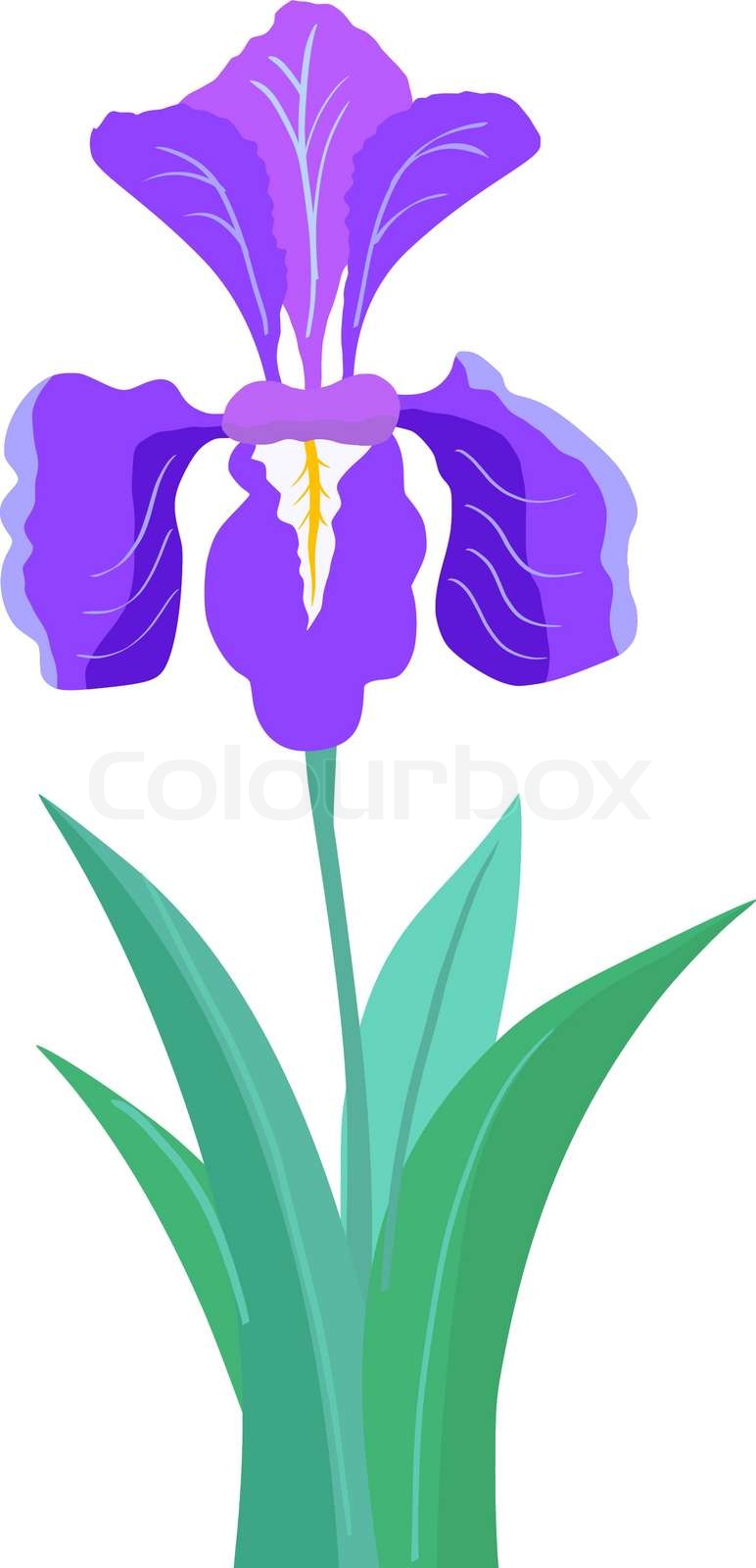 Iris flower | Stock vector | Colourbox