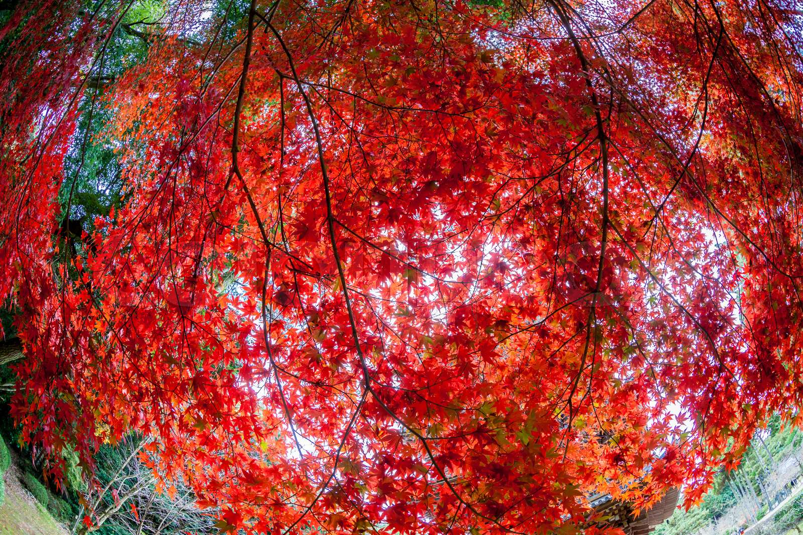 momiji tree in kyoto japan | Stock image | Colourbox