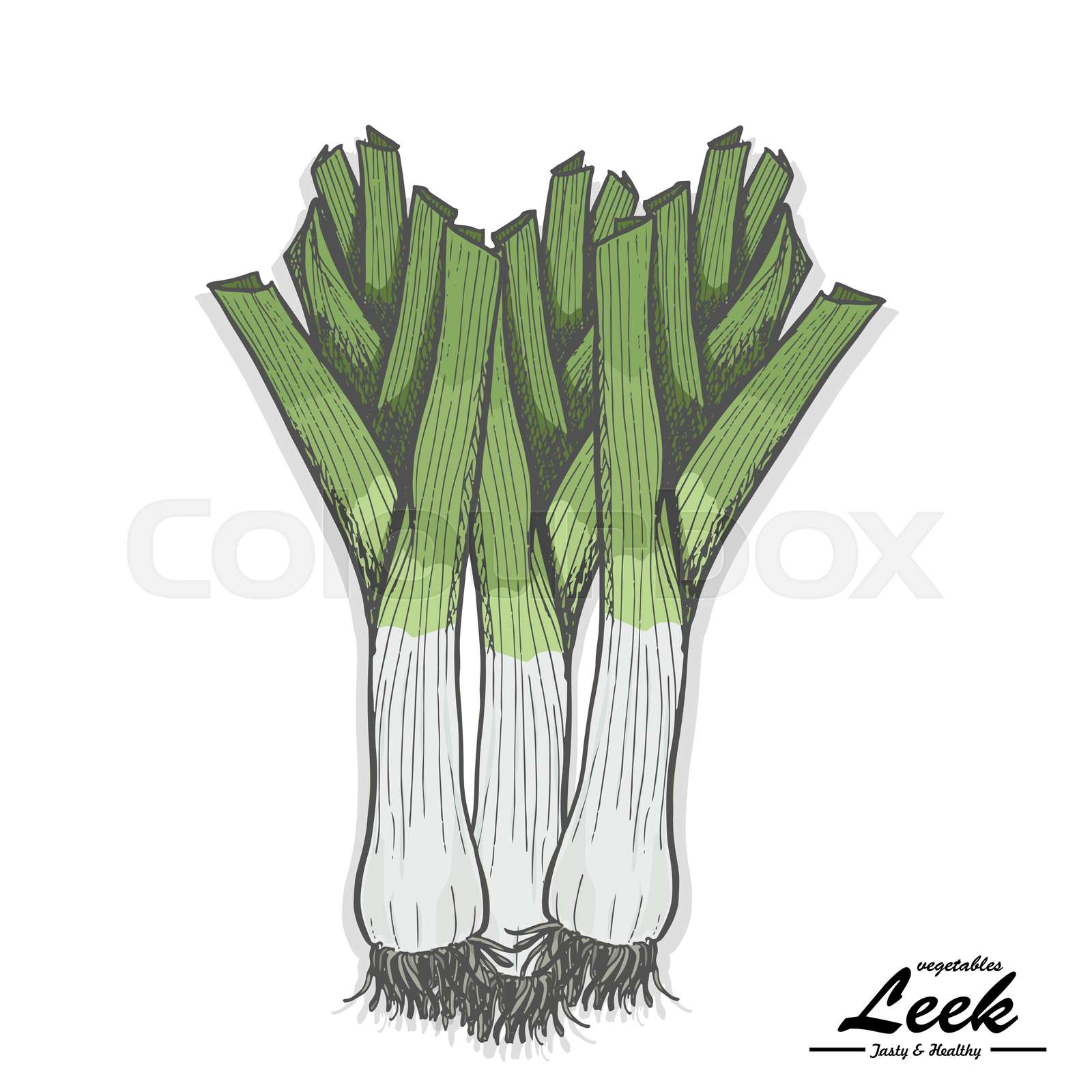 Colored leek in sketch style | Stock vector | Colourbox