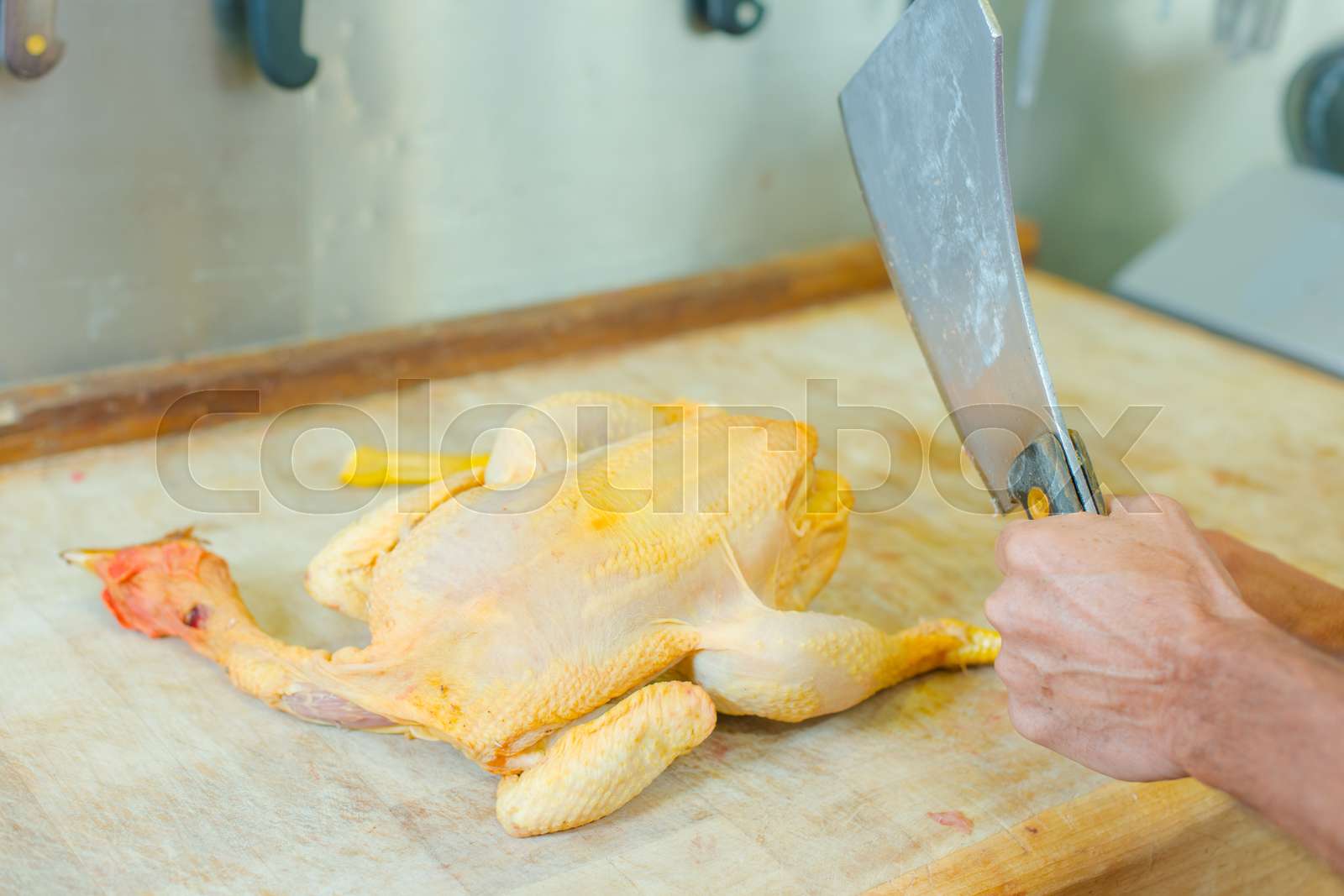 Butchering a chicken | Stock image | Colourbox