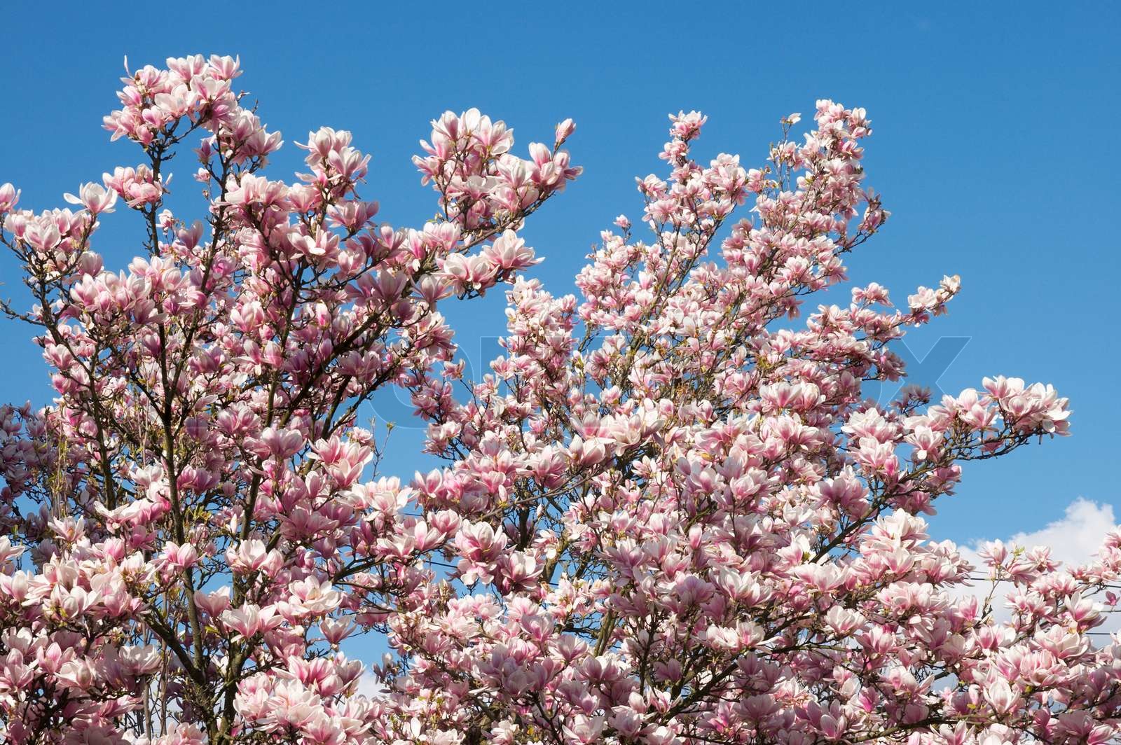 Blühende Magnolien - Baum auf blauen Himmel Hintergrund | Stock Bild ...