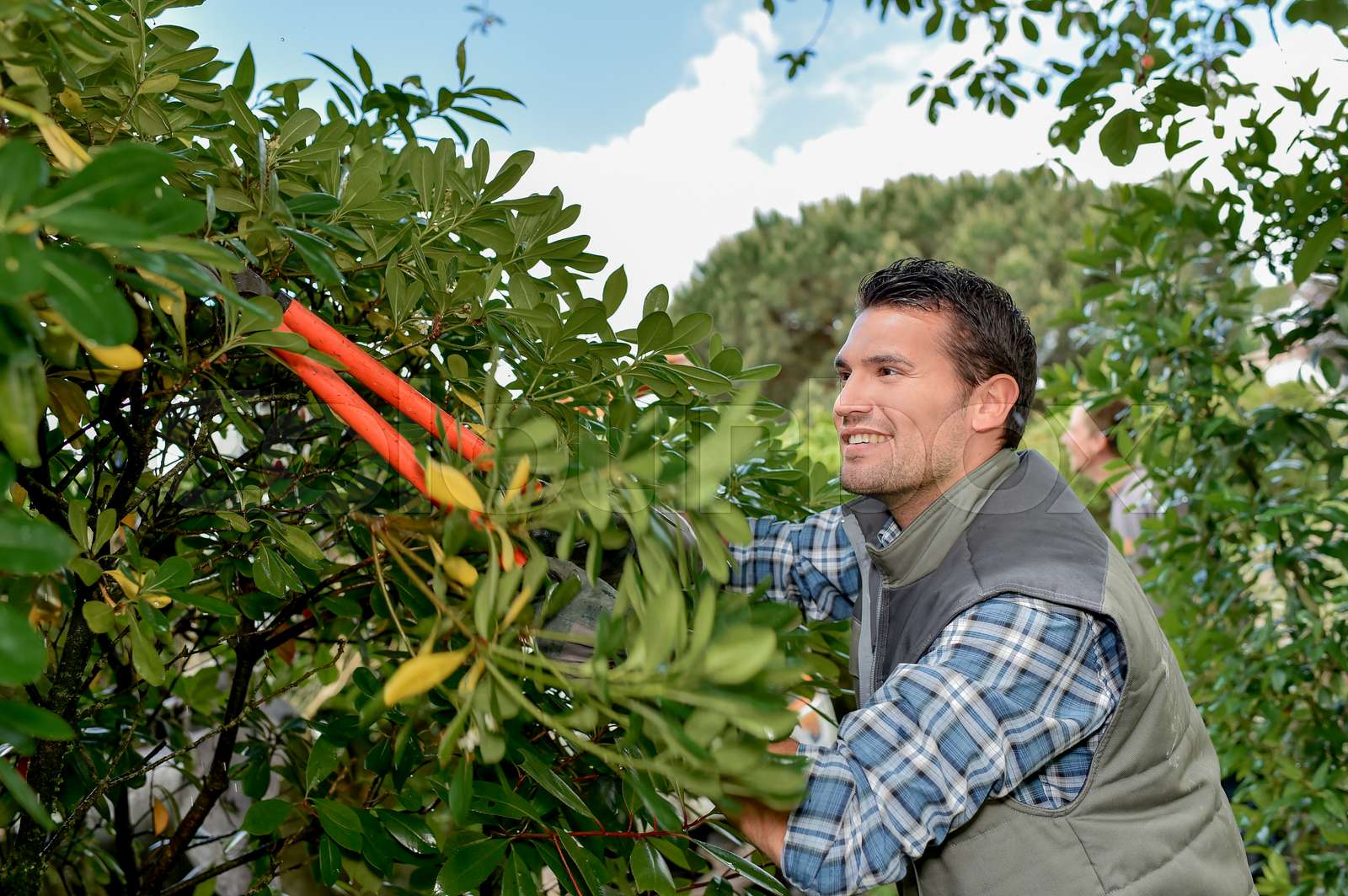 Triming the hedge | Stock image | Colourbox