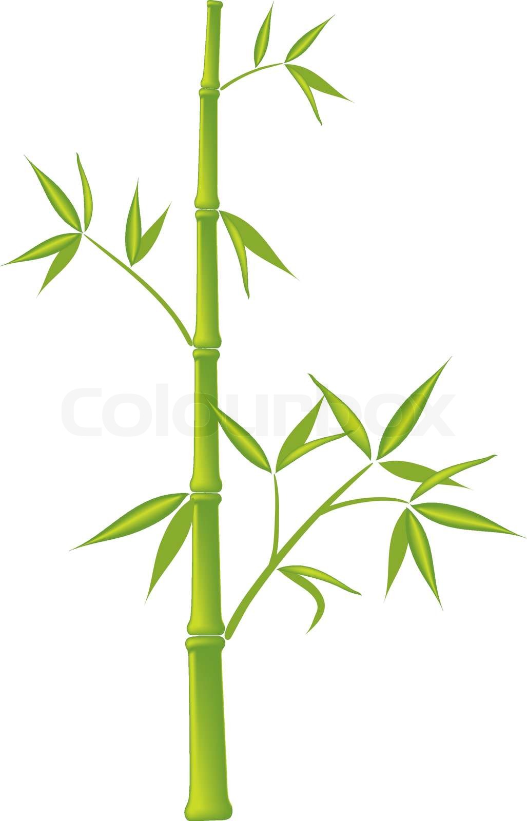Bamboo,vector illustration (mesh) | Stock vector | Colourbox