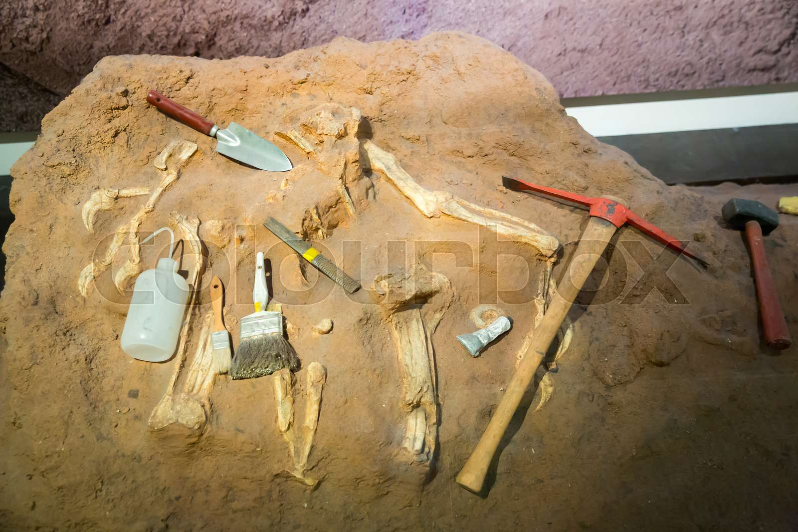 Skeleton and archaeological tools around. | Stock image | Colourbox