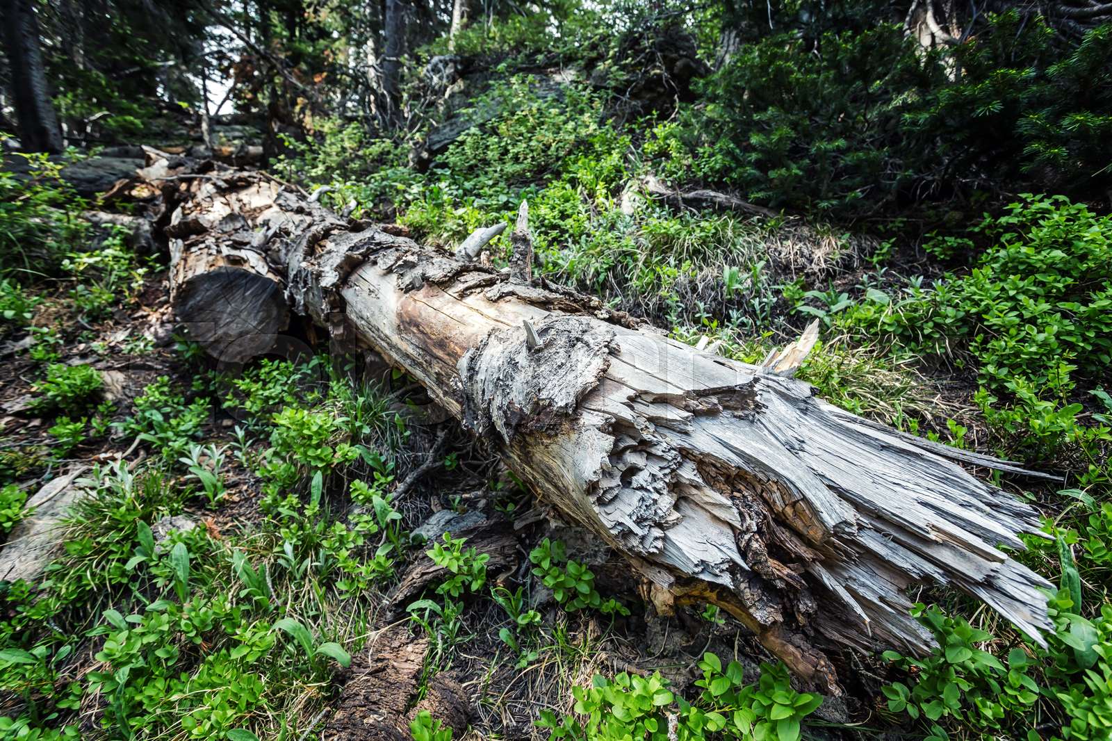 Dead tree in deep forest. | Stock image | Colourbox