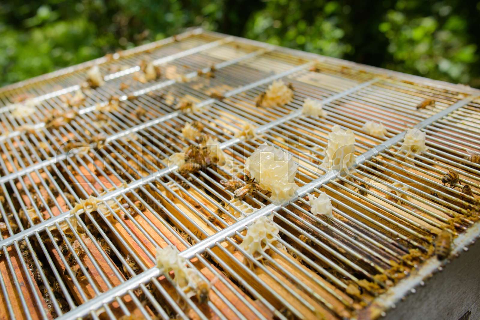 empty bee grille | Stock image | Colourbox