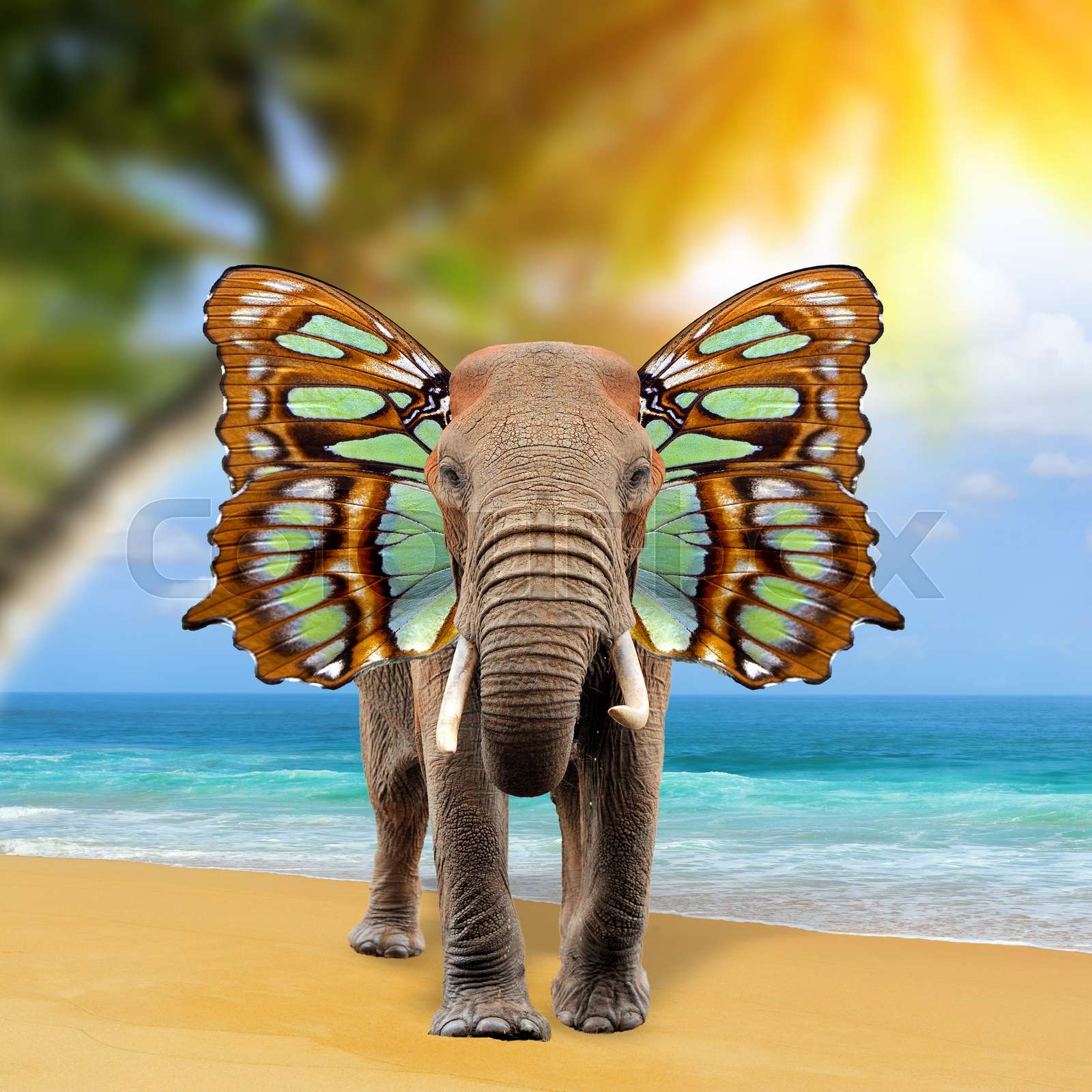 Elephant with butterfly wings | Stock image | Colourbox