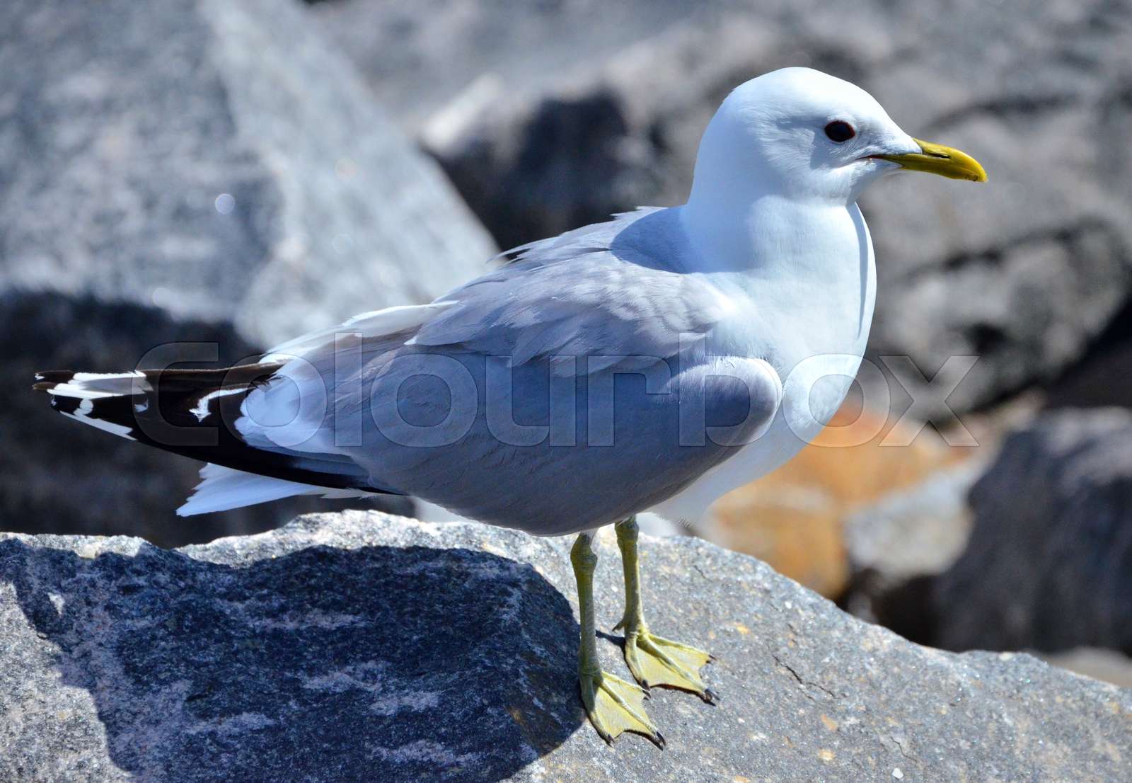 A Close Side View of a Seagull Standing on a Granite Cliff by the ...