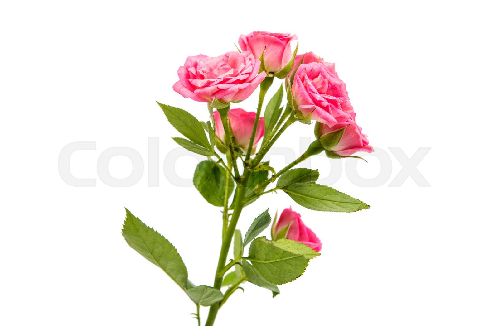 small rose isolated | Stock image | Colourbox