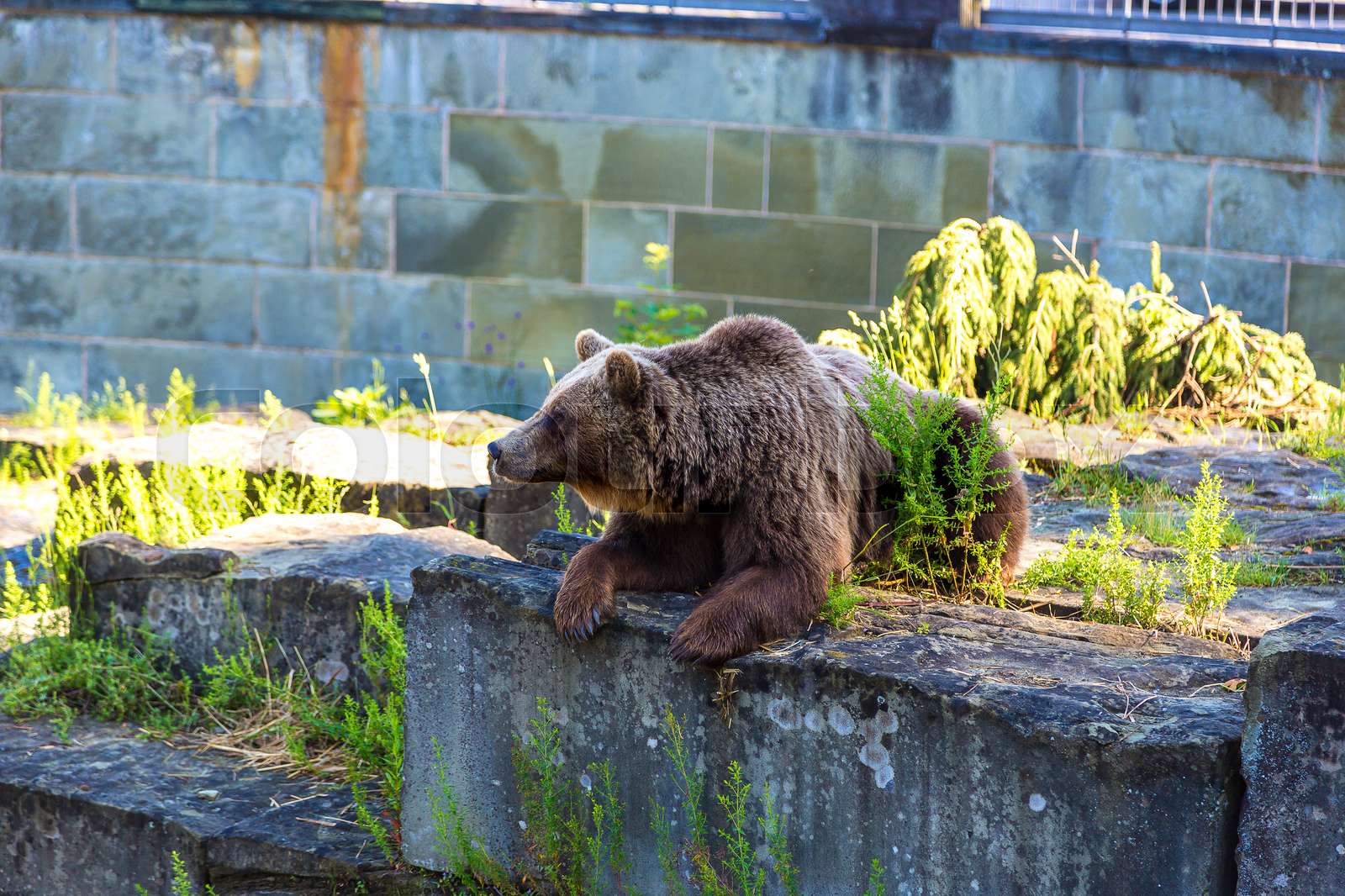 Bear in the bear pit in Bern | Stock image | Colourbox