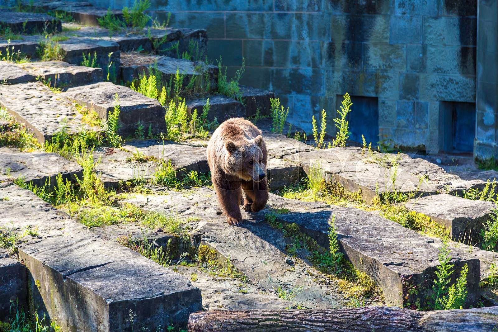 Bear in the bear pit in Bern | Stock image | Colourbox